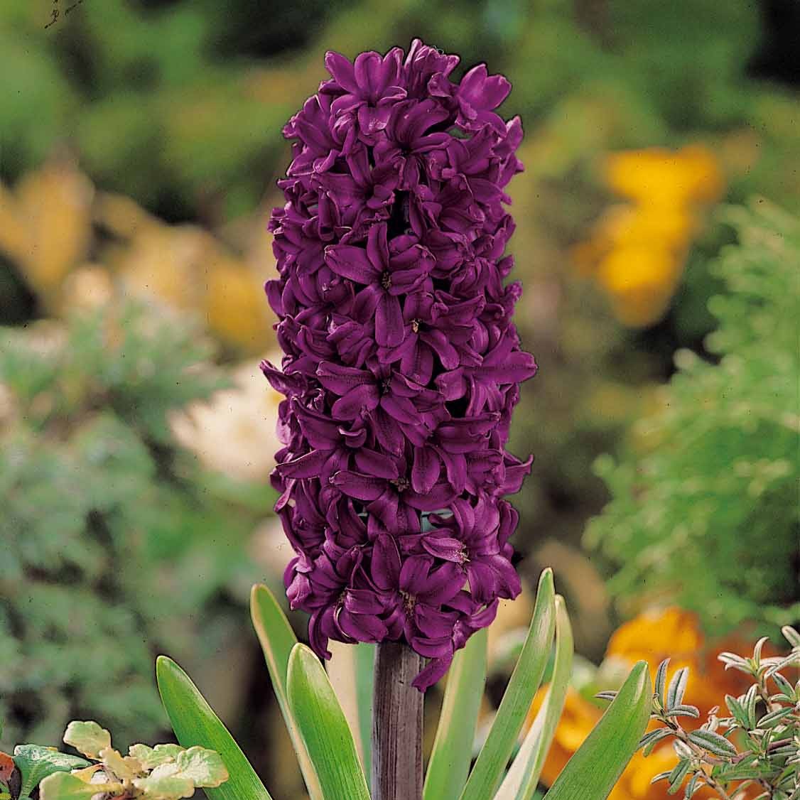 Blumenzwiebeln Hyazinthe 'Woodstock' (x6) - Hyacinthus orientalis woodstock | Bakker.com