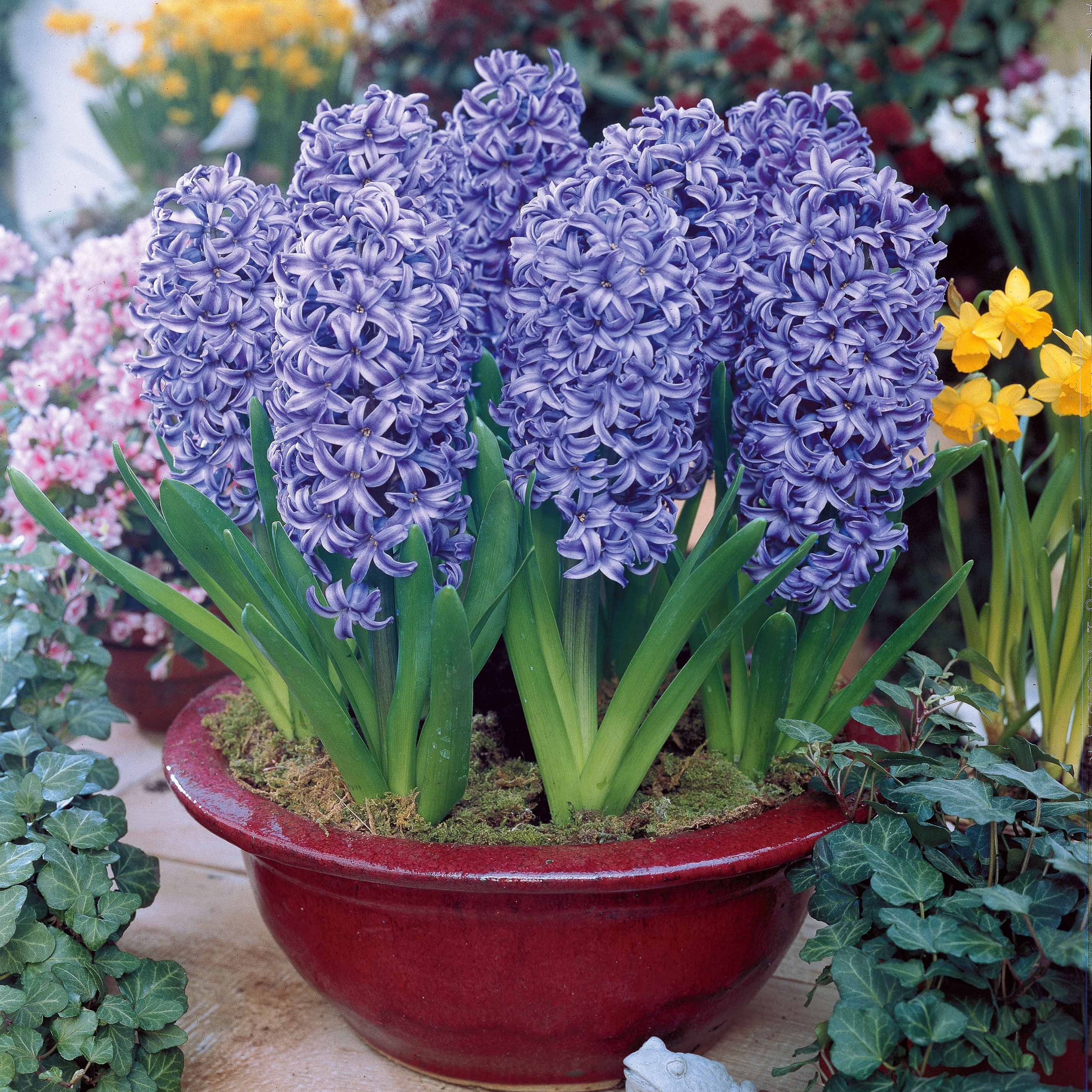 Blumenzwiebeln Hyazinthe 'Ostara' (x6) - Hyacinthus orientalis ostara | Bakker.com