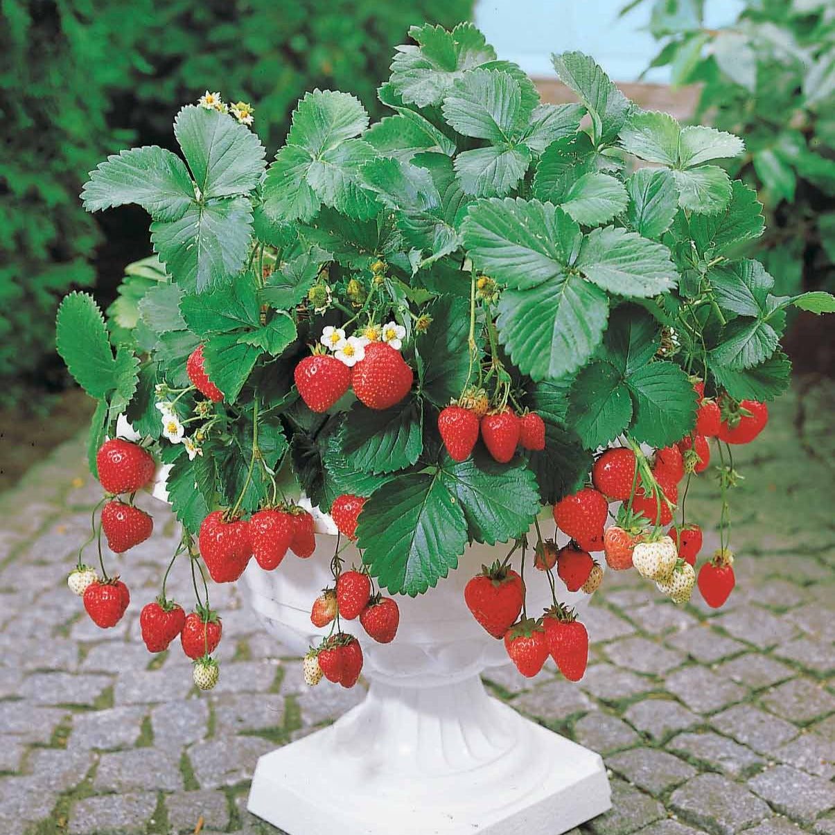 Erdbeere Maestro ® VOC 89.98.1 - Fragaria maestro ® cov 89.98.1 | Bakker.com