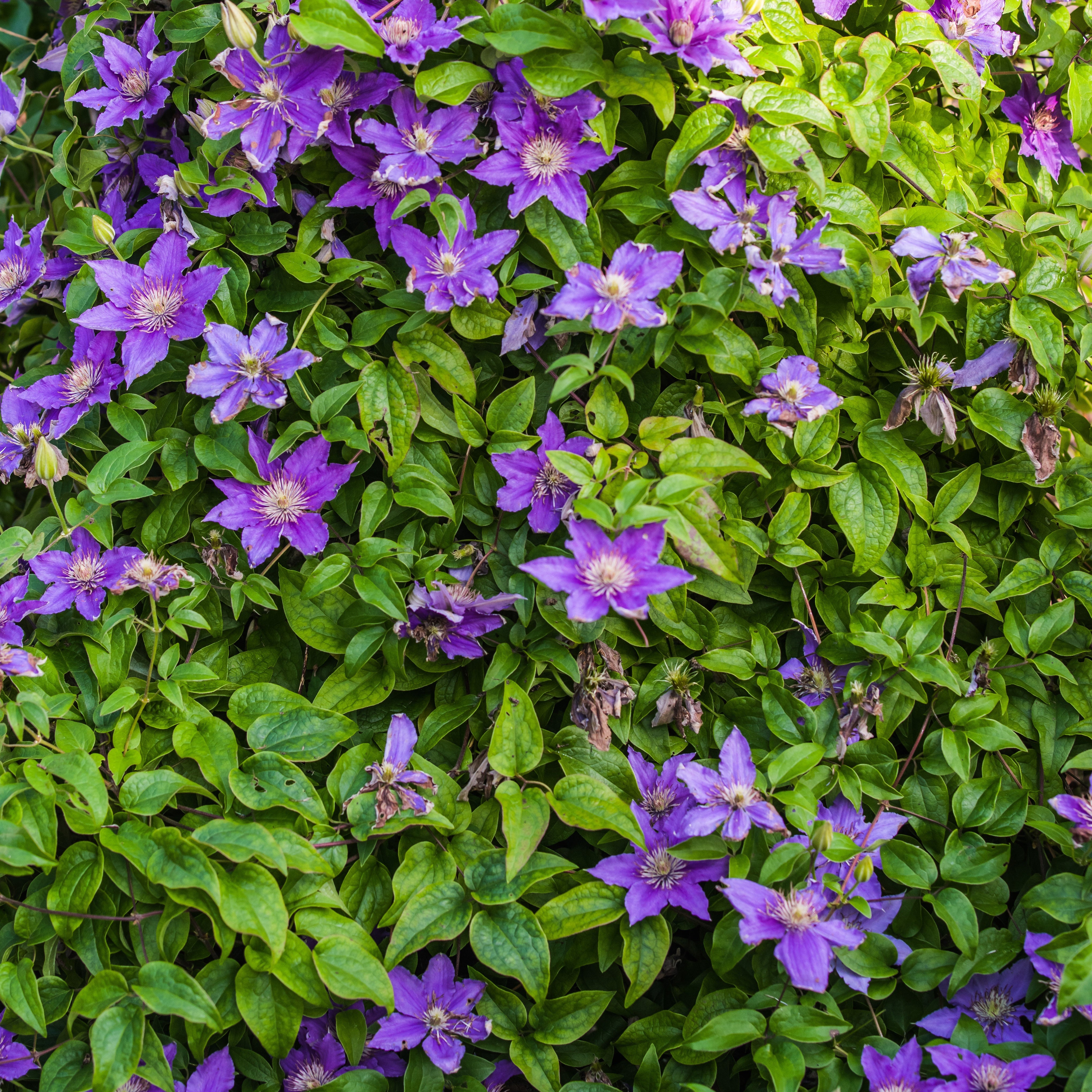 Bodendecker Fr Clematis