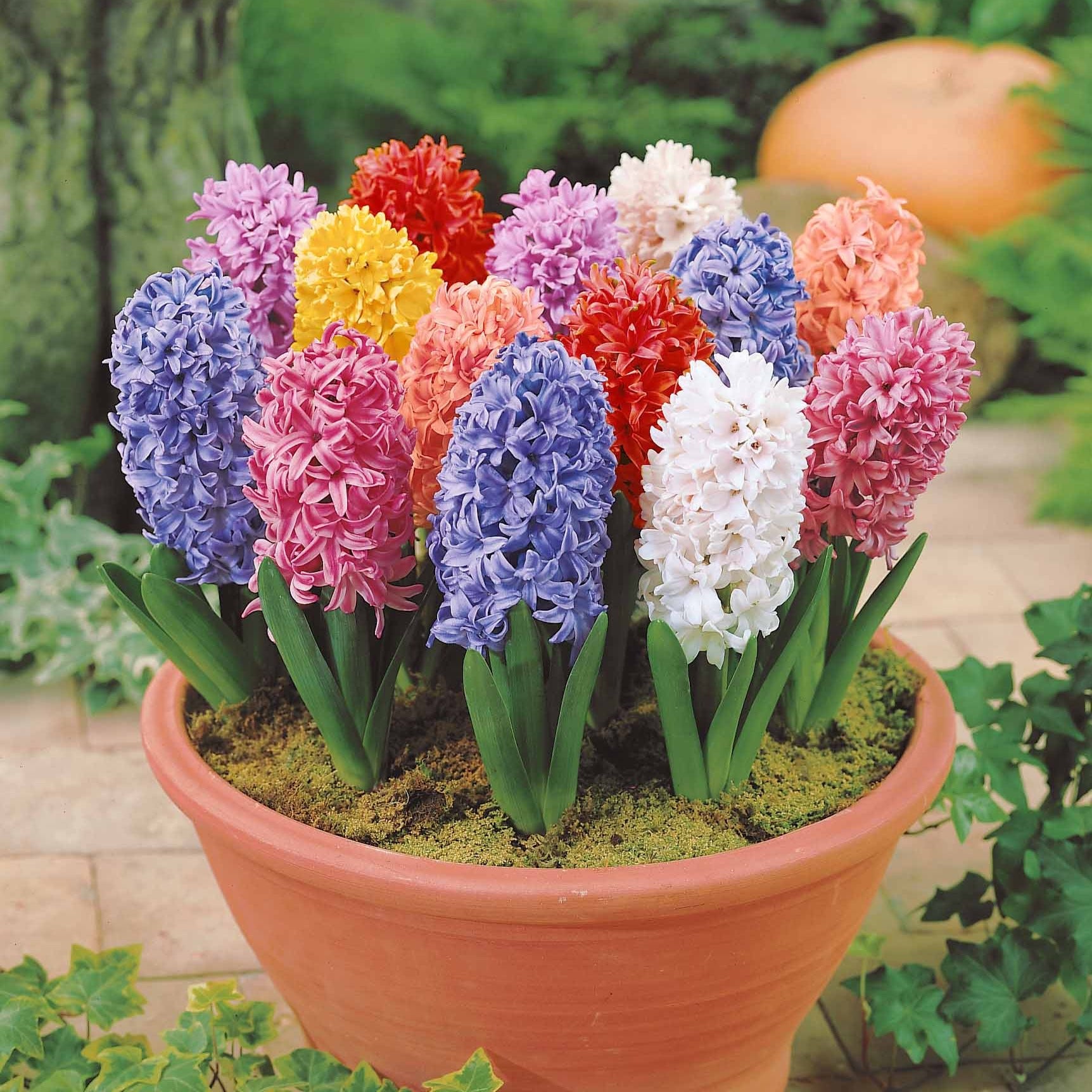 Blumenzwiebeln Hyazinthen Mischung - Hyacinthus orientalis | Bakker.com