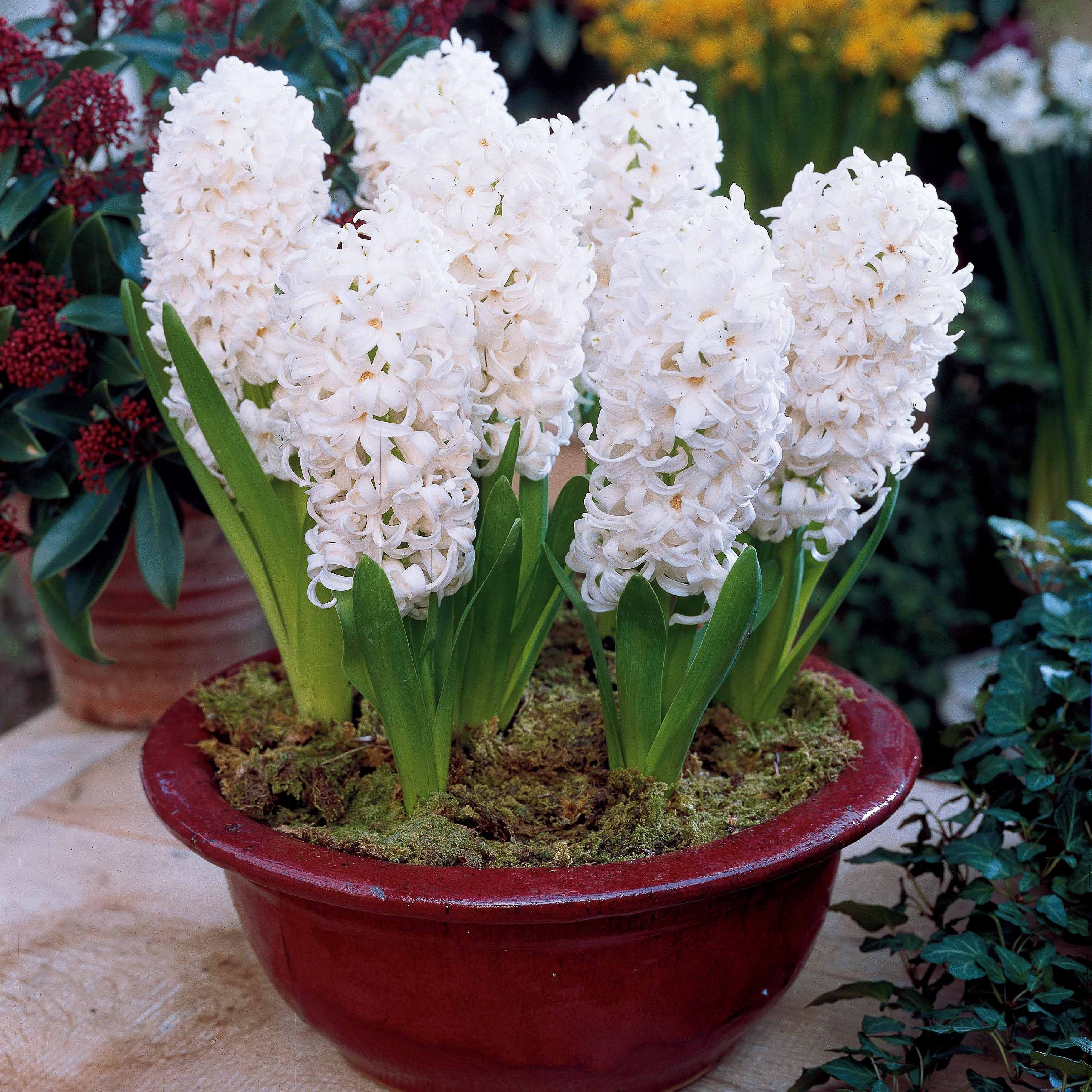 Blumenzwiebeln Hyazinthen Kollektion: 'Ostara' + 'Jan Bos' + 'Carnegie' (x9) - Hyacinthus 'Delft ...
