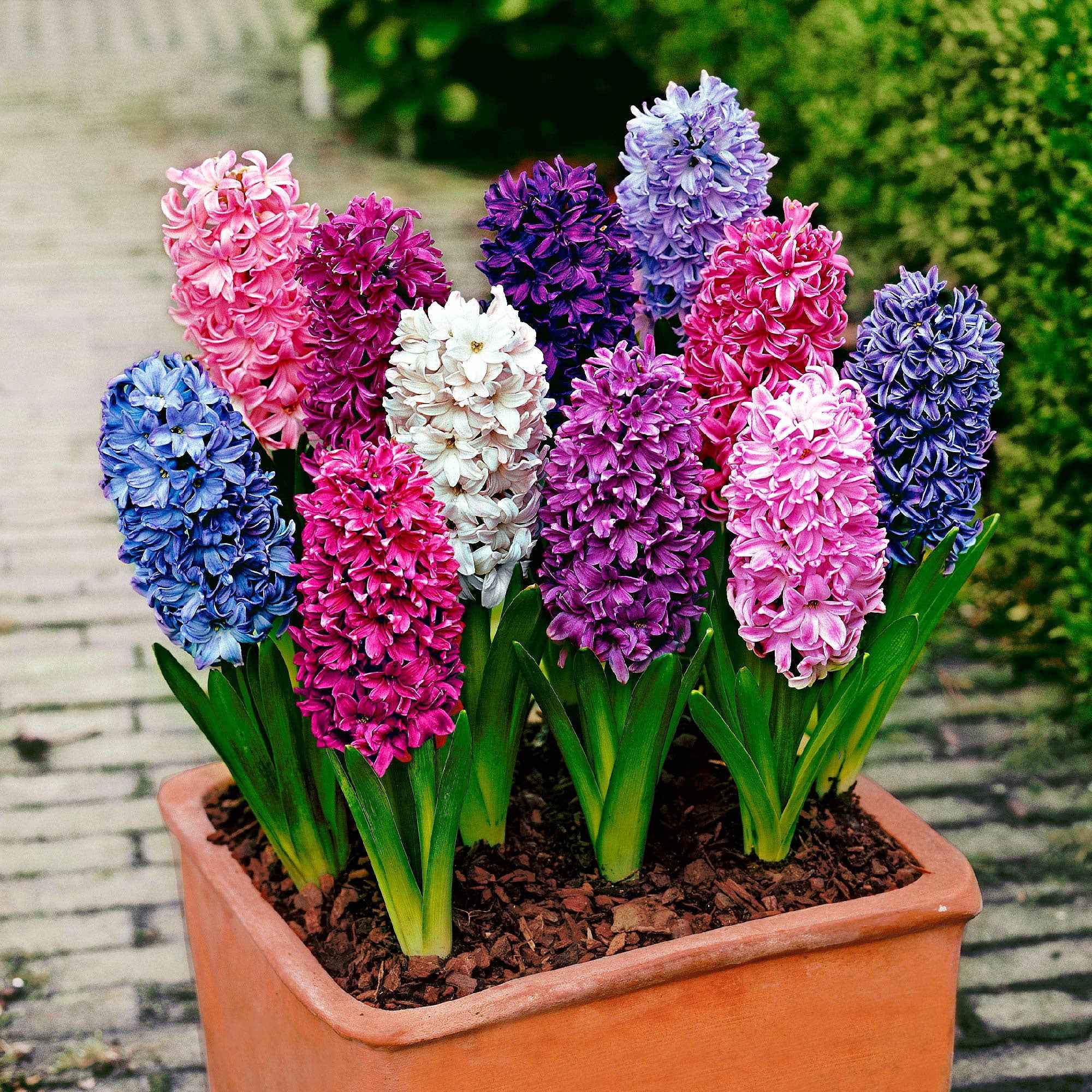 Blumenzwiebeln Hyazinthe 'The Biggest' (x12) - Hyacinthus orientalis | Bakker.com