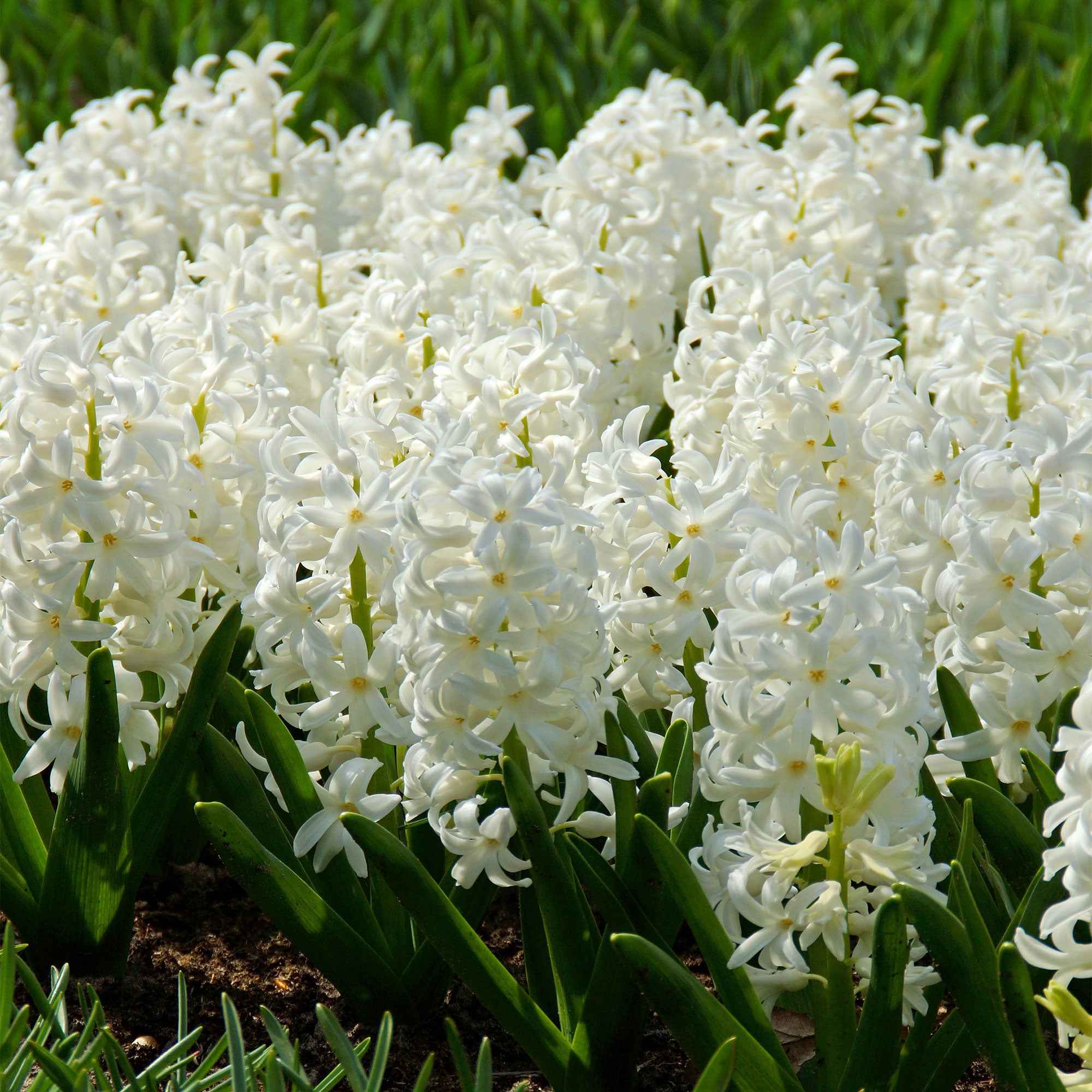 Blumenzwiebeln Hyazinthe 'Canergie' (x6) - Hyacinthus orientalis carnegie | Bakker.com