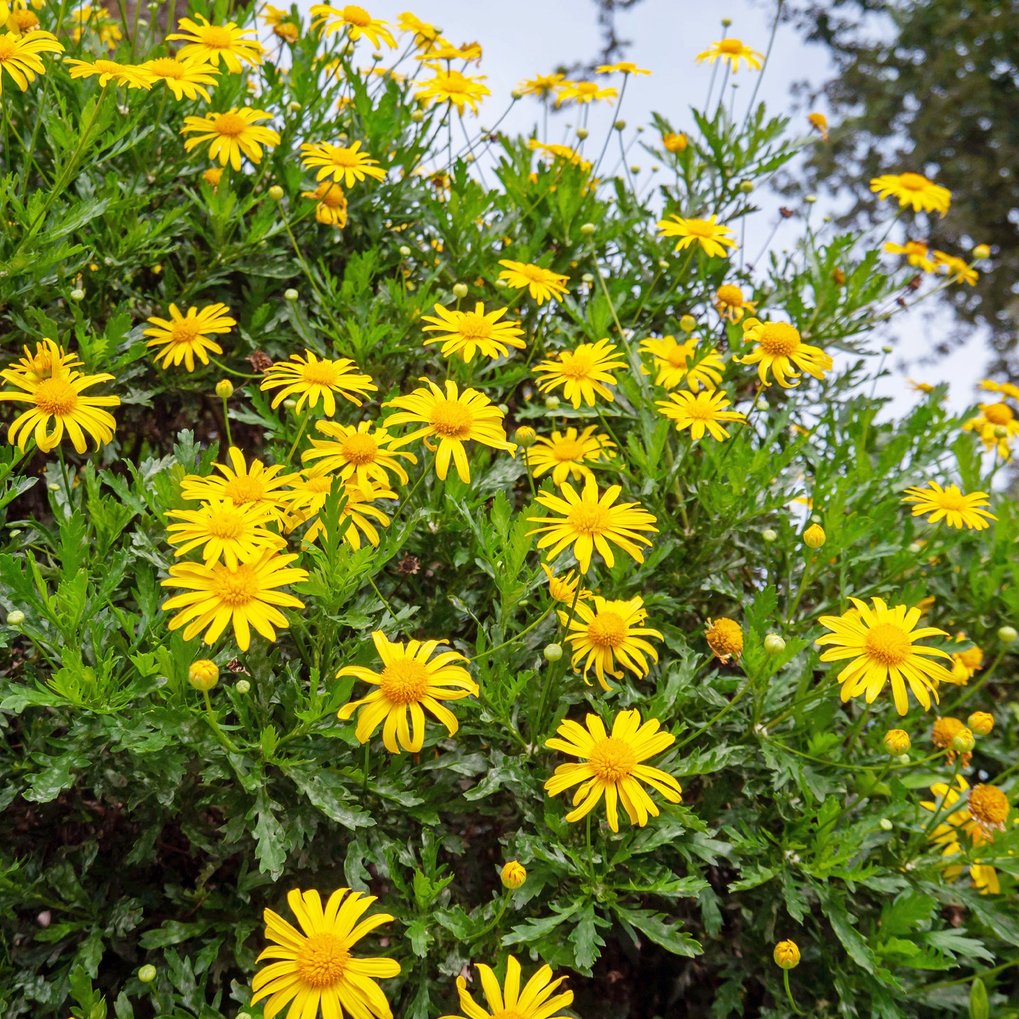 Gelbe Margerite Winterhart
