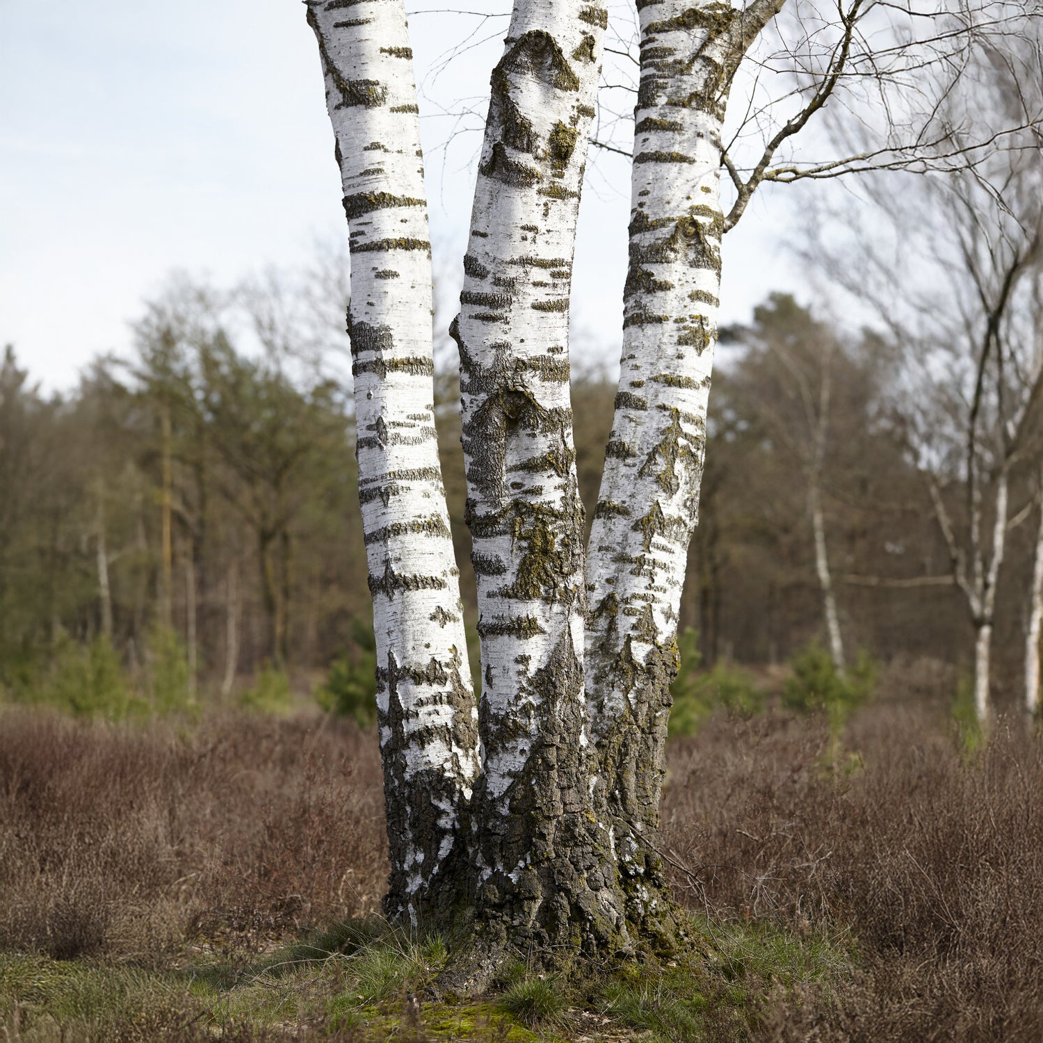 Moor-Birke - Betula pubescens | Bakker.com