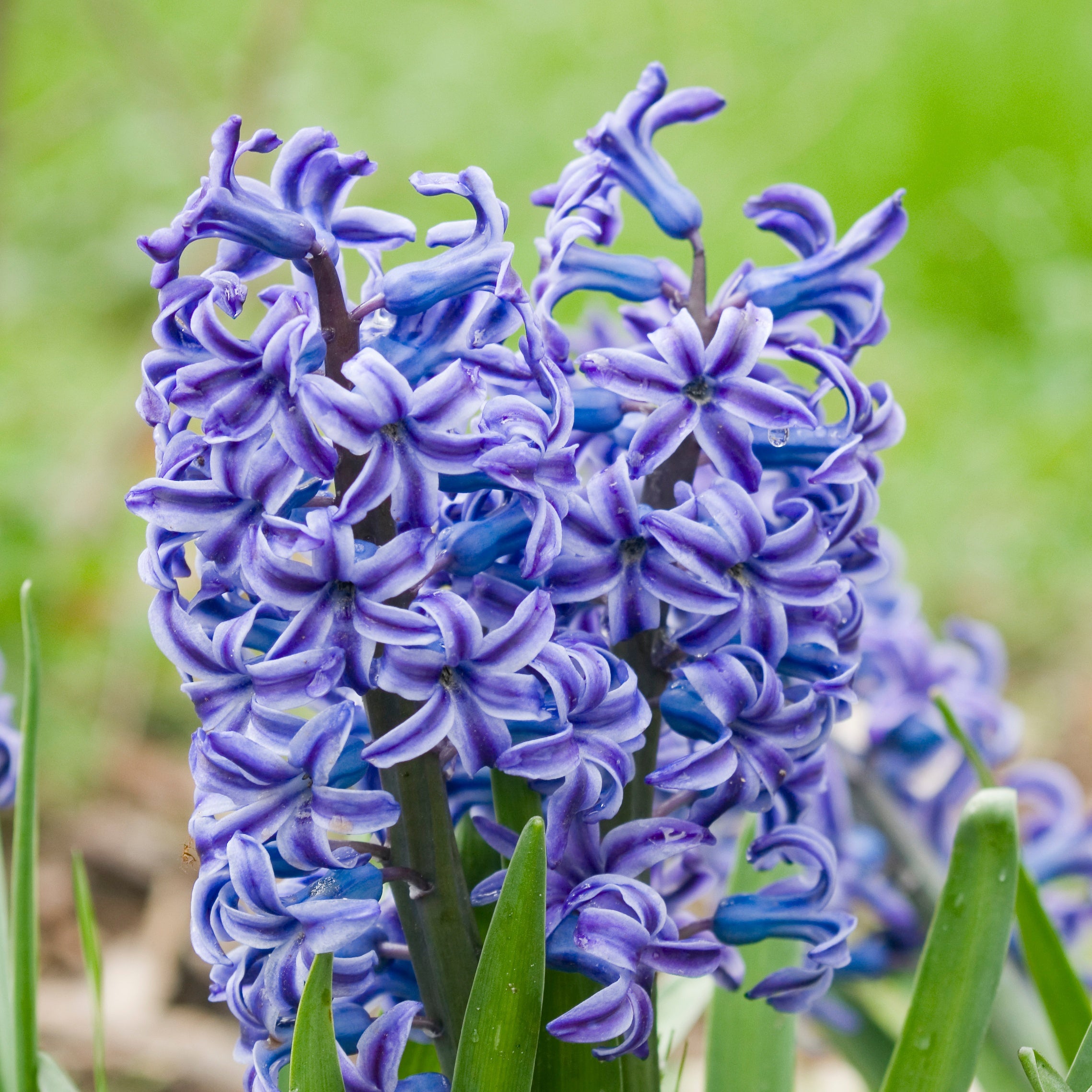 Blumenzwiebeln Hyazinthe 'Rembrandt' (x5) - Hyacinthus orientalis rembrandt ® | Bakker.com