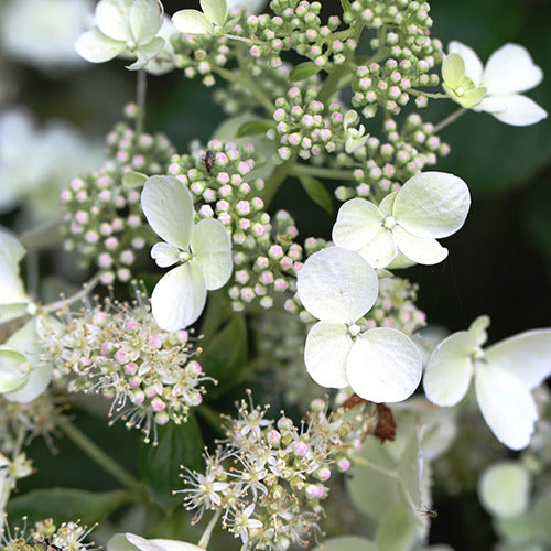 Hortensie White Lady