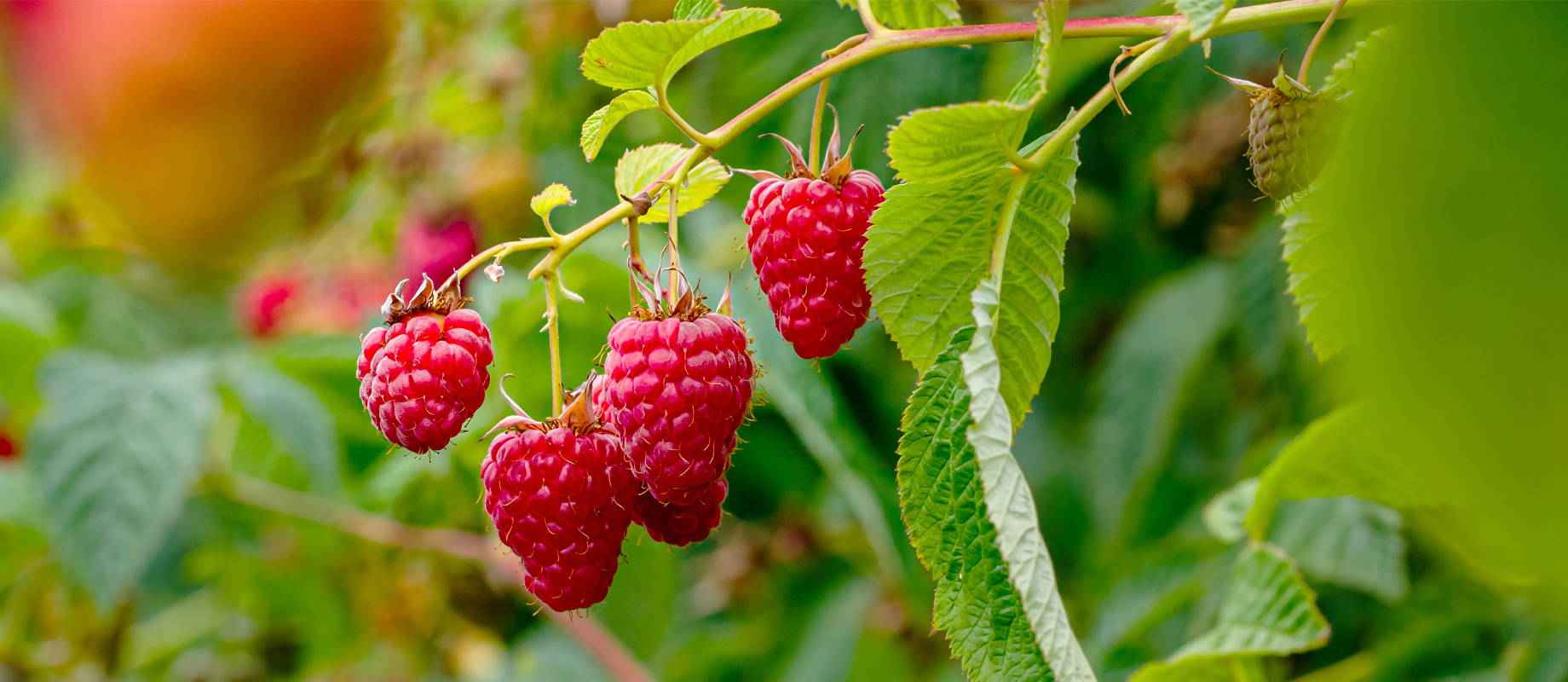 Stutzen den Himbeerbaum – Bakker.com