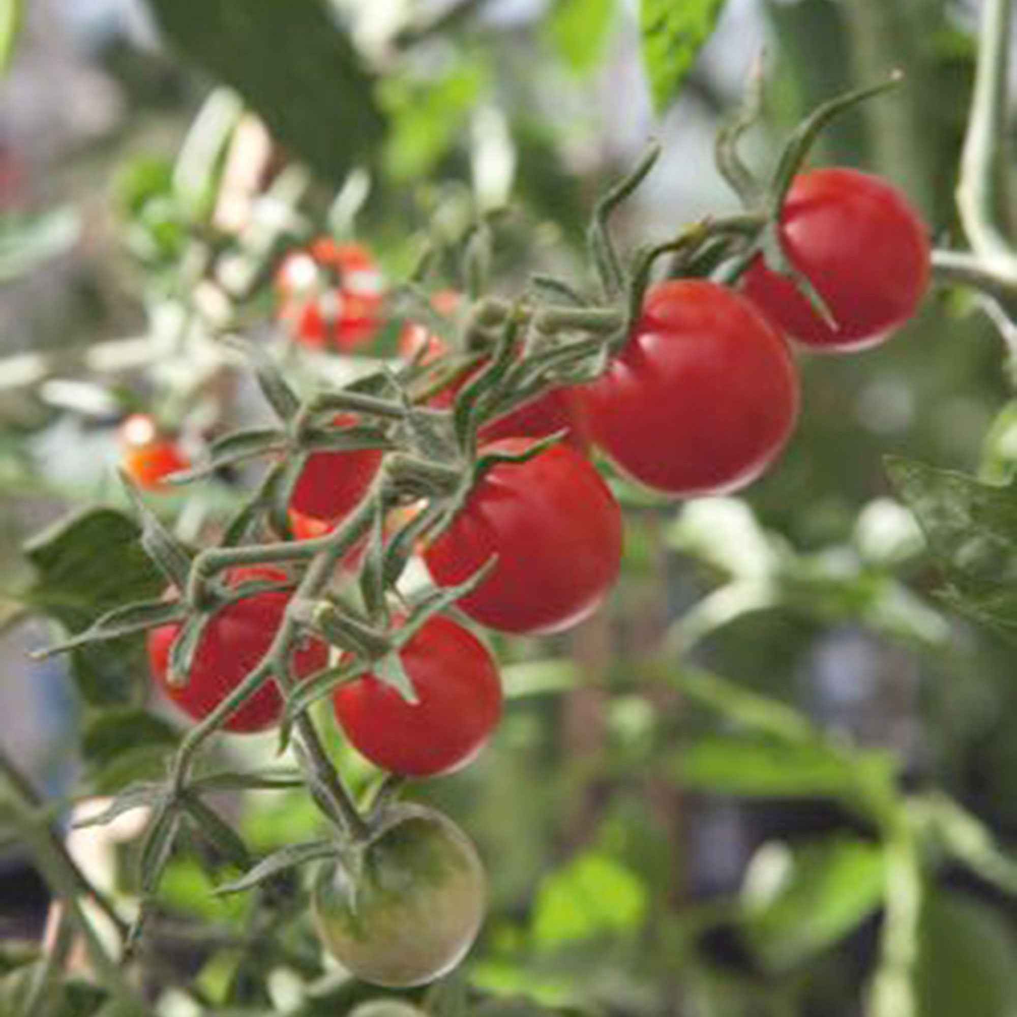 Patula-Rübe - Beta patula | Online kaufen auf Bakker.com