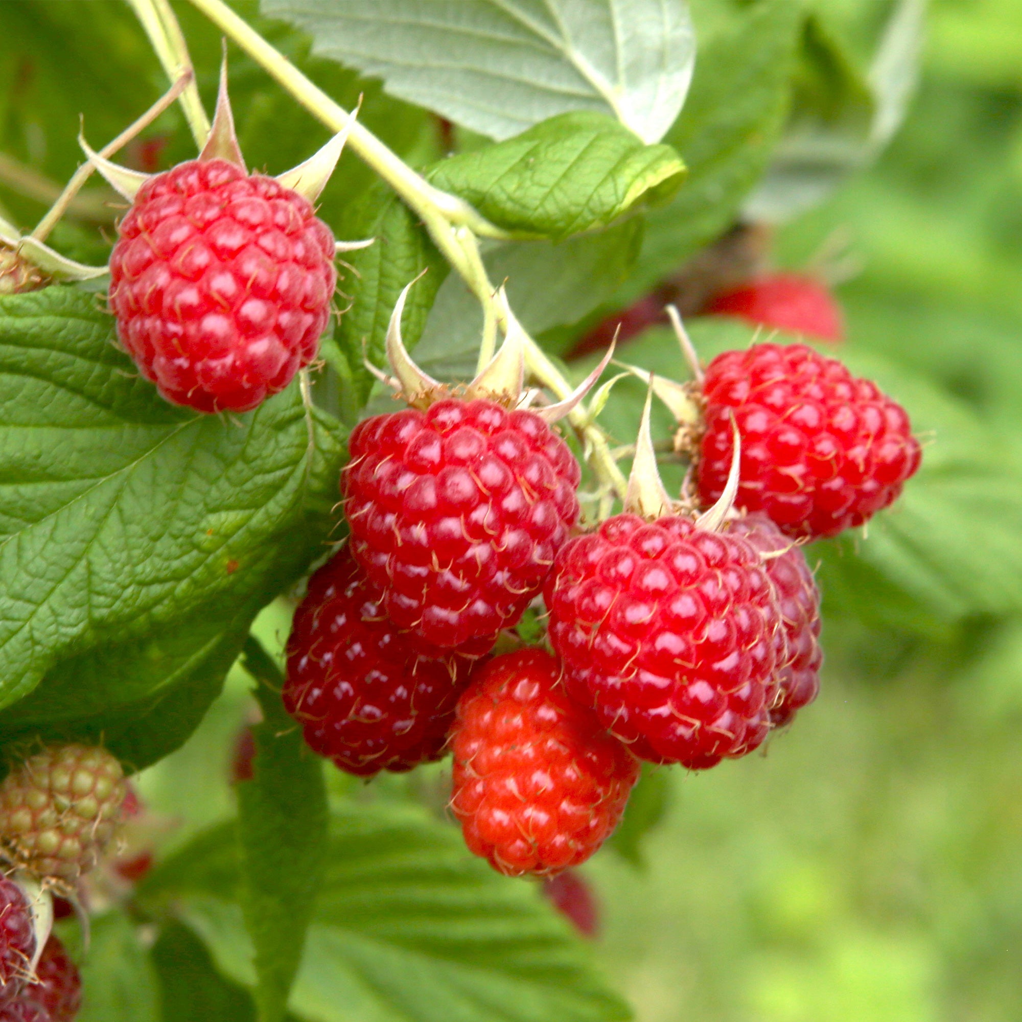 Brombeere - Rubus | Online kaufen auf Bakker.com