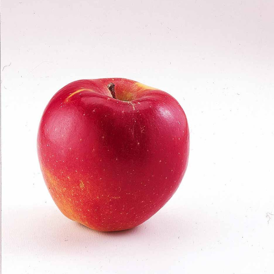 Zwerg-Apfelbaum Braeburn – Bakker.com