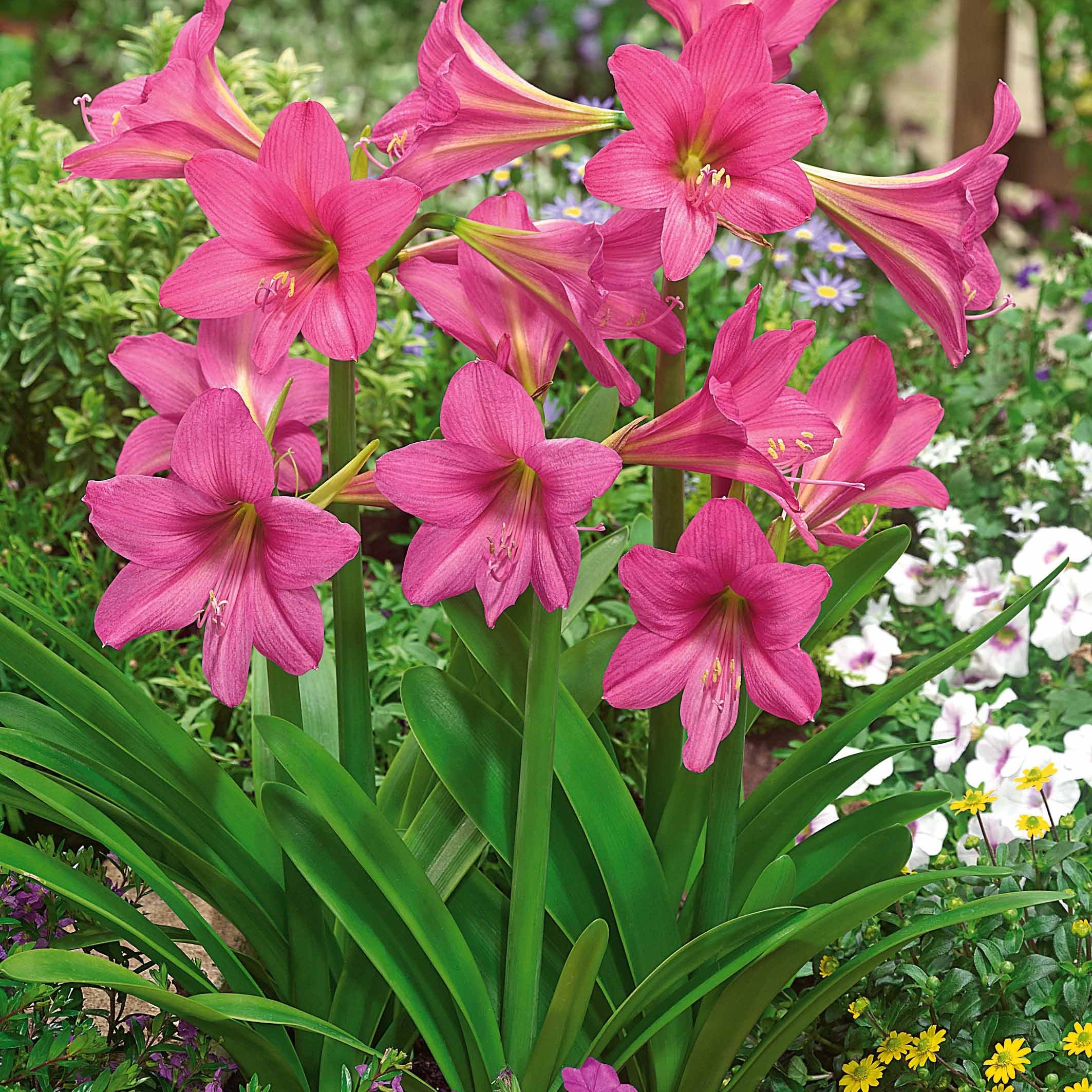 Blumenzwiebeln Amaryllis Sweet Sixteen - Hippeastrum rascal sweet ...