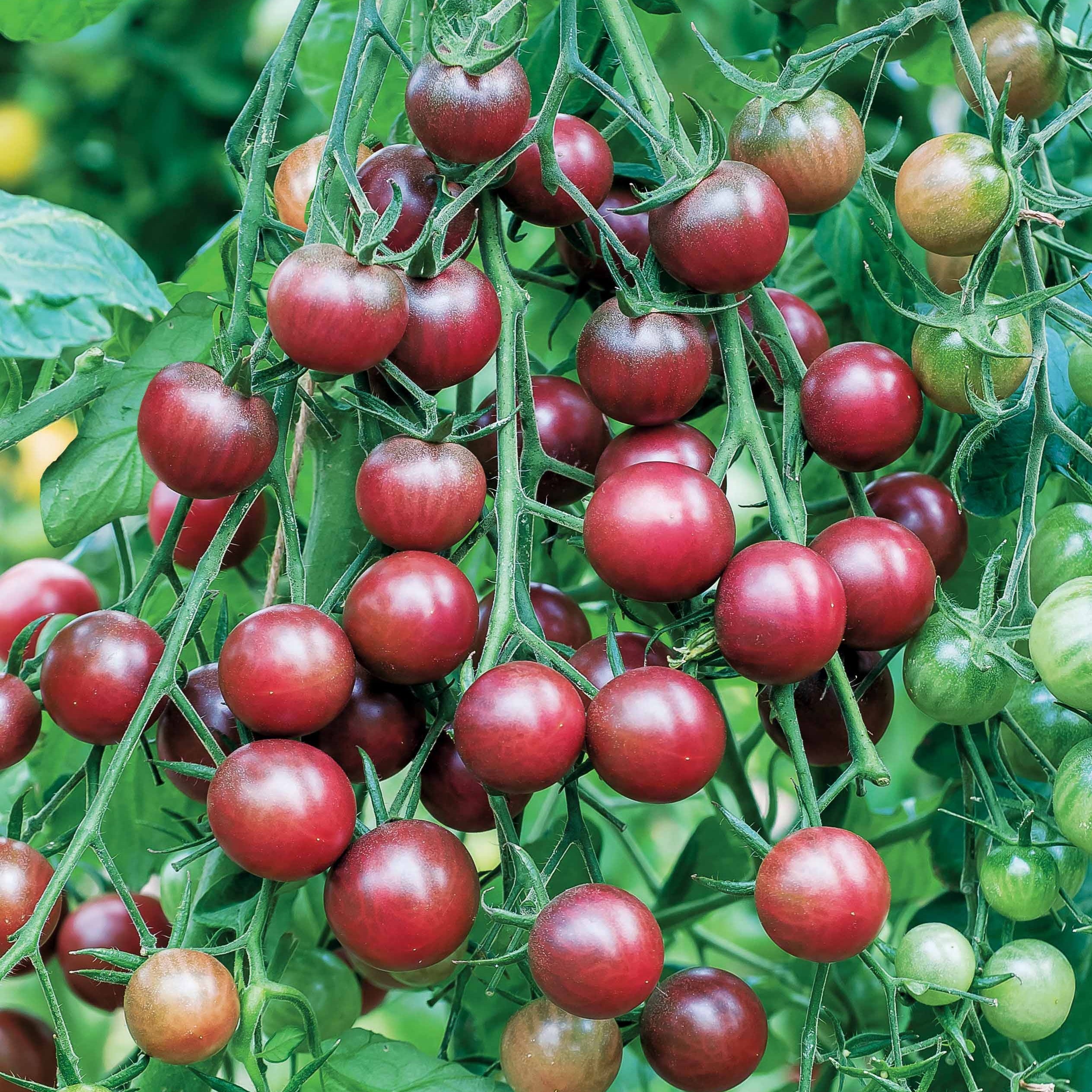 Saatgut Cherrytomate ‘Chocolate Cherry’ - Solanum lycopersicum ...