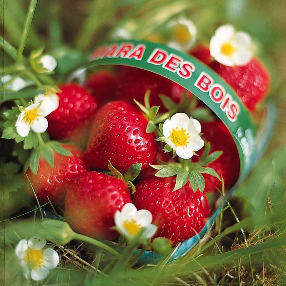 Erdbeere Mara des Bois – Bakker.com