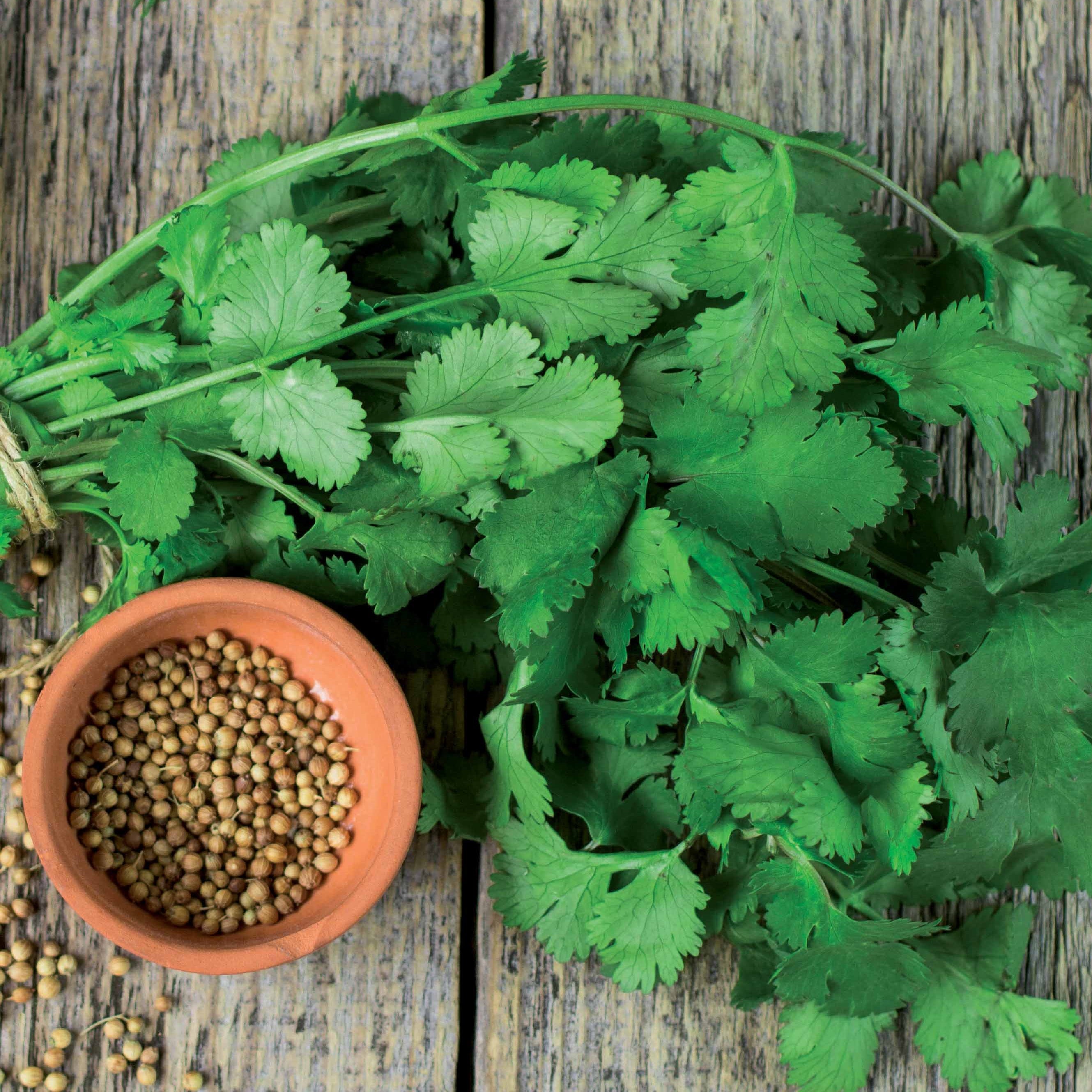 Saatgut Schnittlauch Commune - Allium fistulosum | Bakker.com