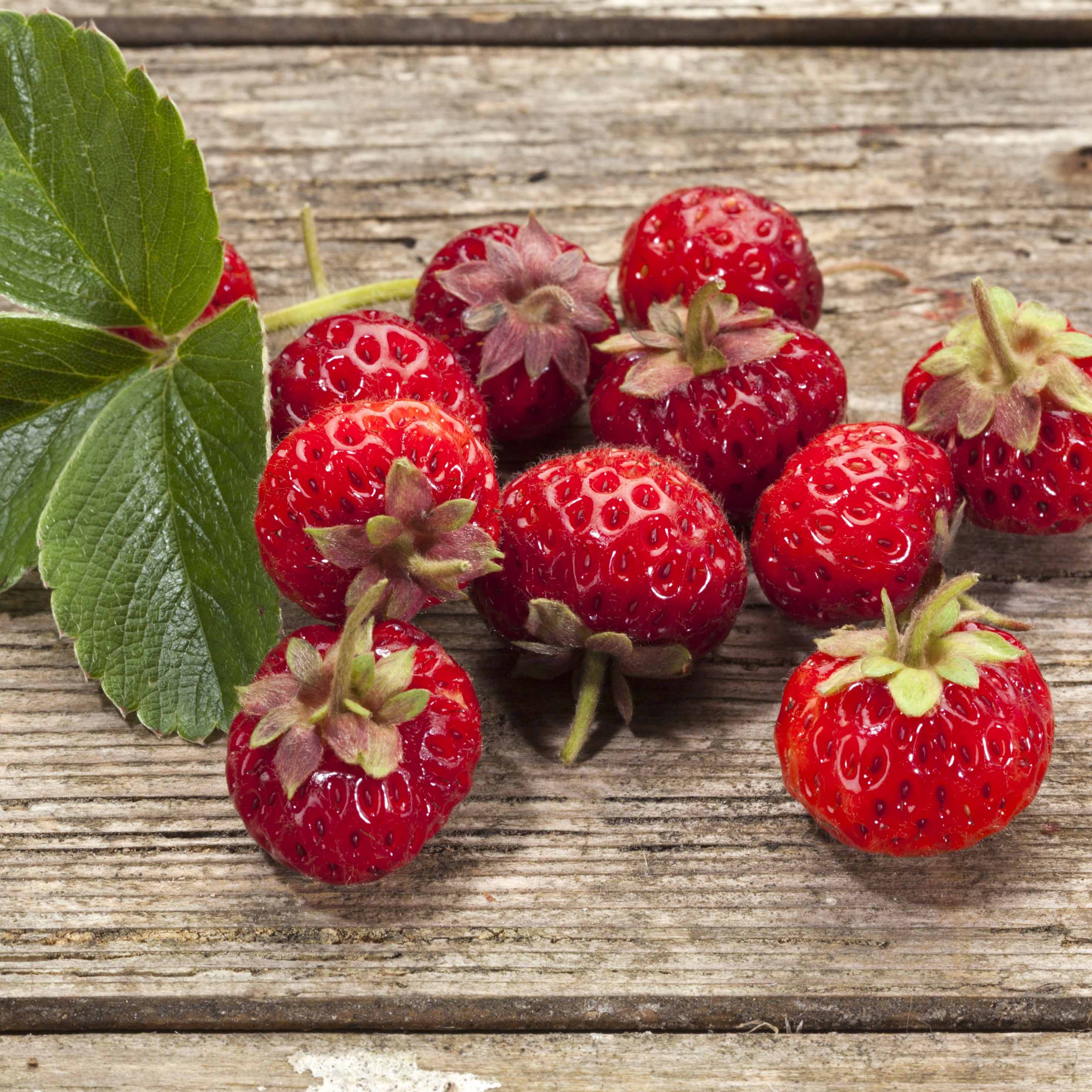 Erdbeere Framberry ® (x2) - Fragaria framberry® | Bakker.com