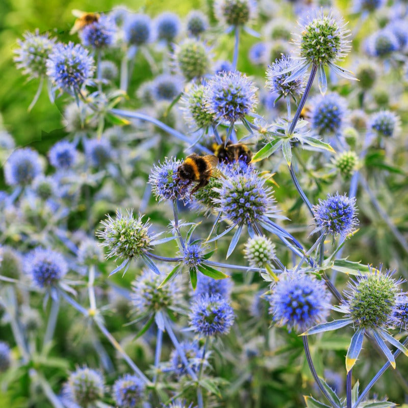 Blaue Distel - Eryngium planum | Bakker.com