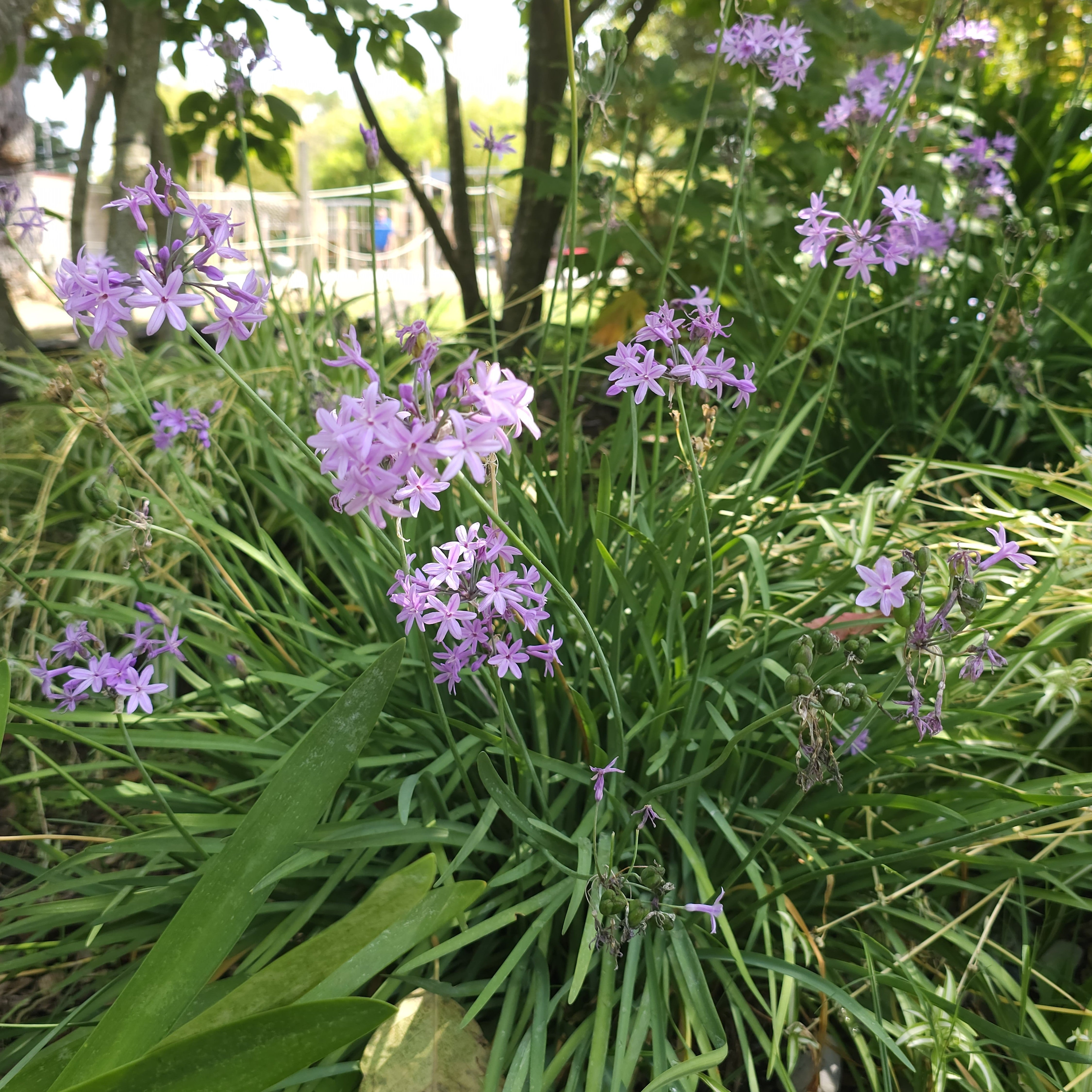 Knoblauchgras (x3) - Tulbaghia violacea | Bakker.com