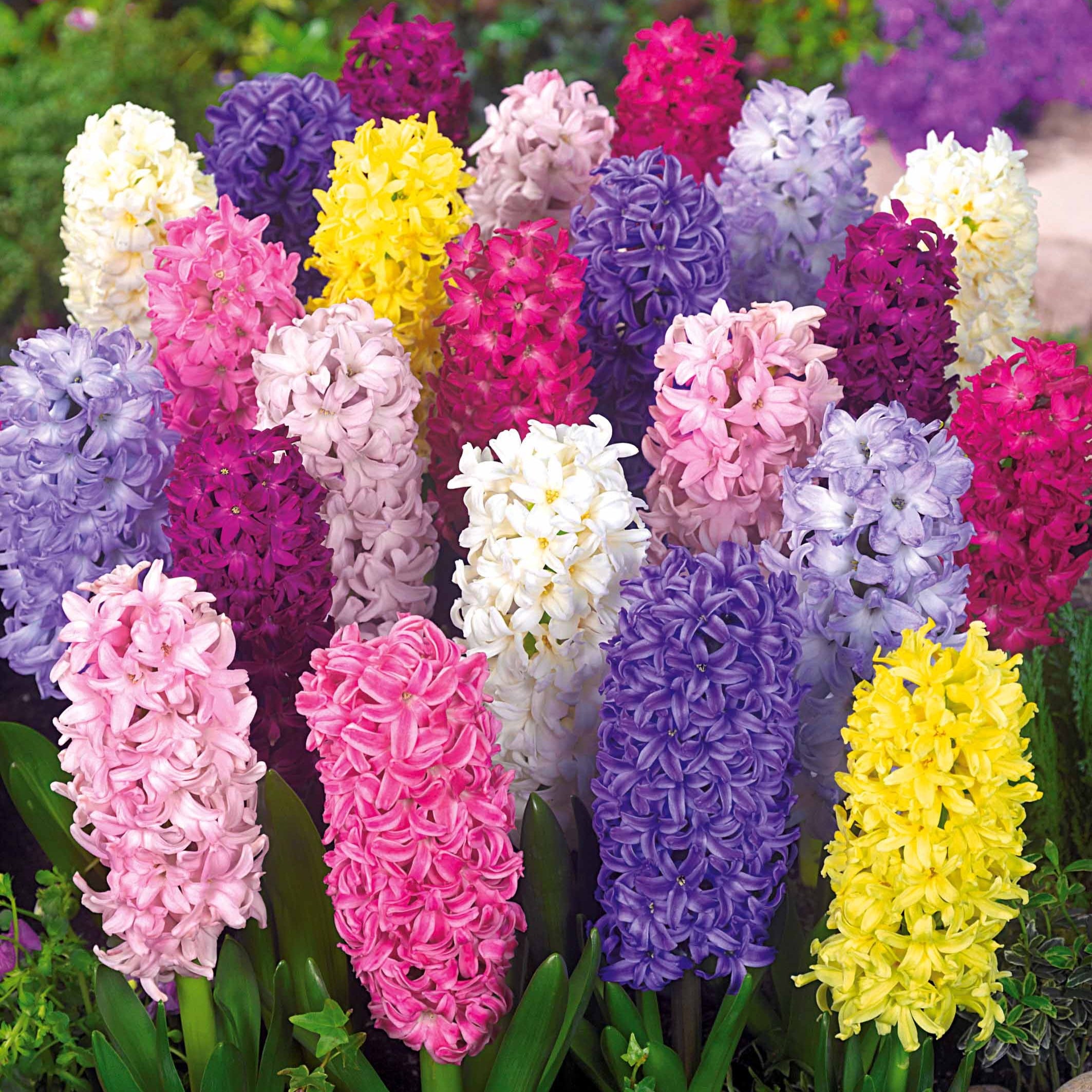 Blumenzwiebeln Hyazinthen Mischung - Hyacinthus orientalis | Bakker.com