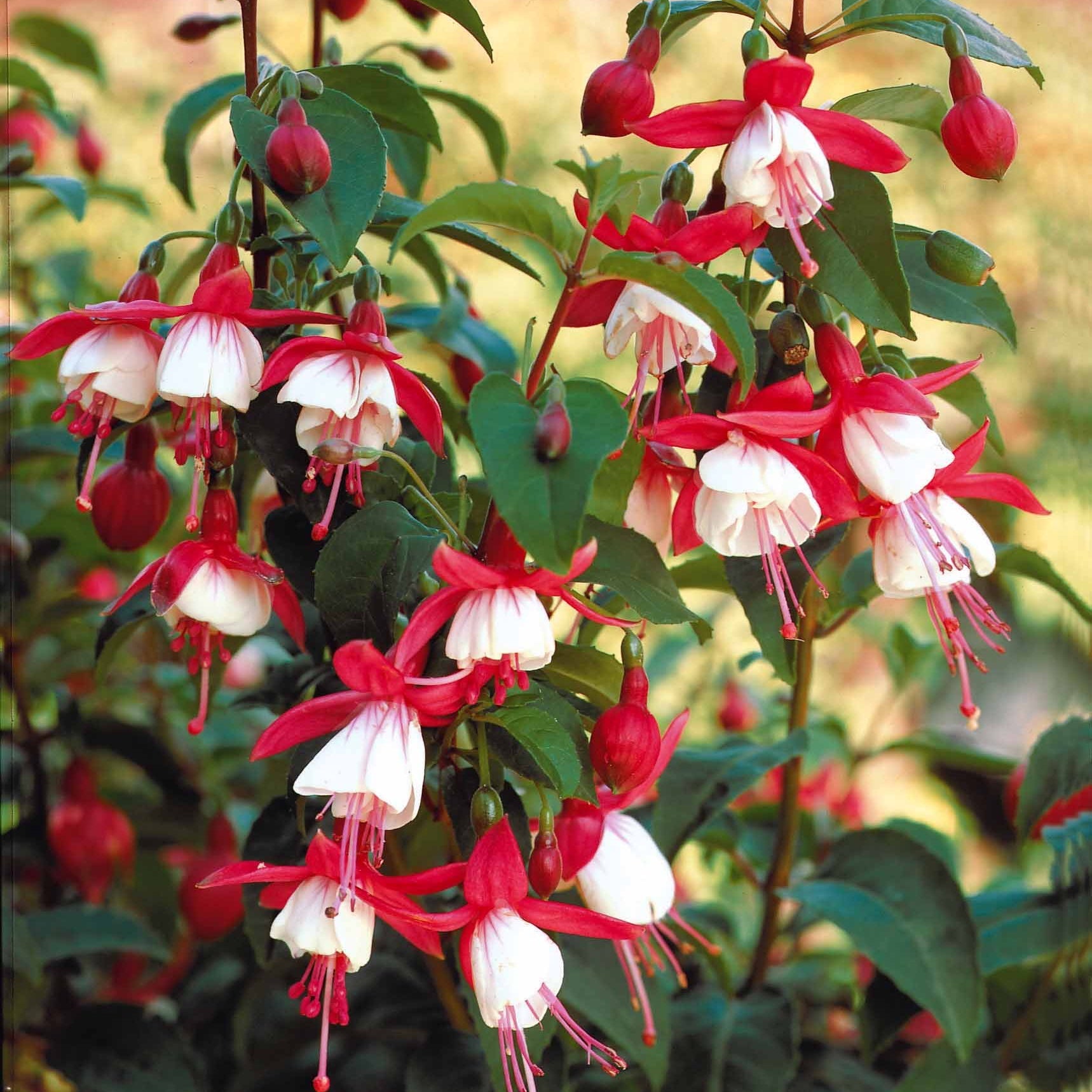 Fuchsien Mischung (Madame Cornelissen, Brilliant) (x3) - Fuchsia Mme ...