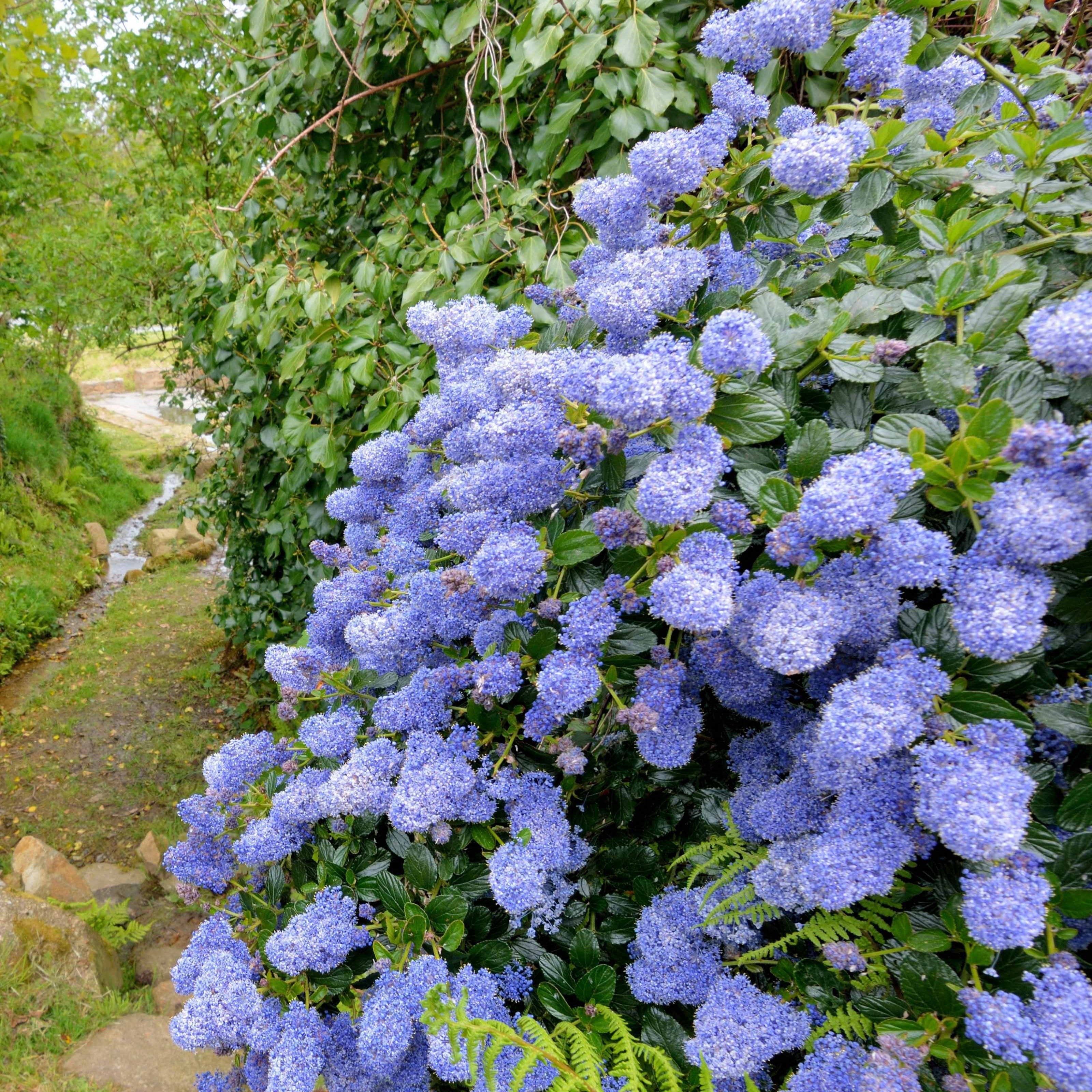 Säckelblume Victoria - Ceanothus impressus Victoria | Bakker.com