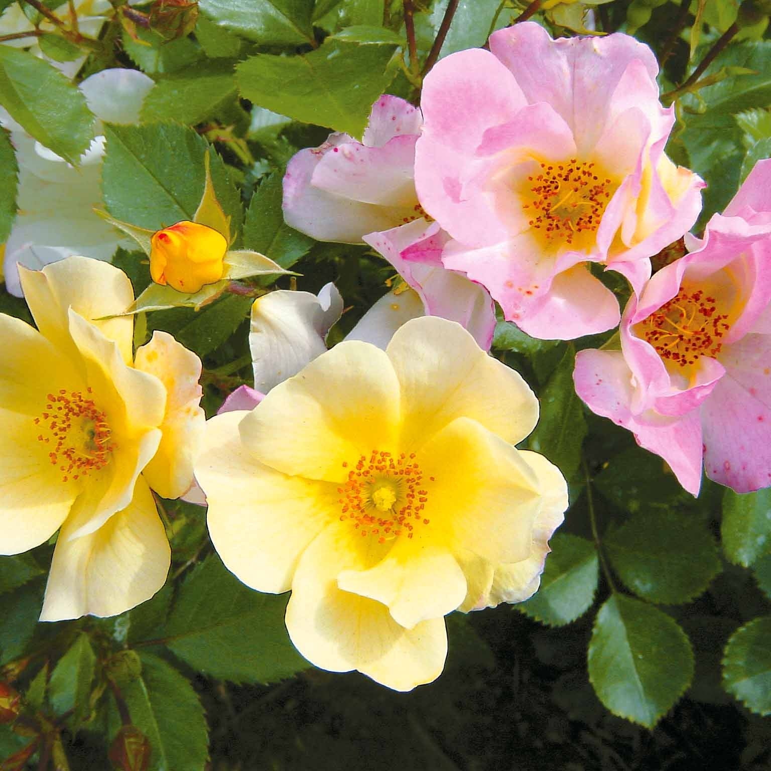 Kollektion Bodendeckerrosen (Happy Chappy + Wonderland) (x6) - Rosa ...