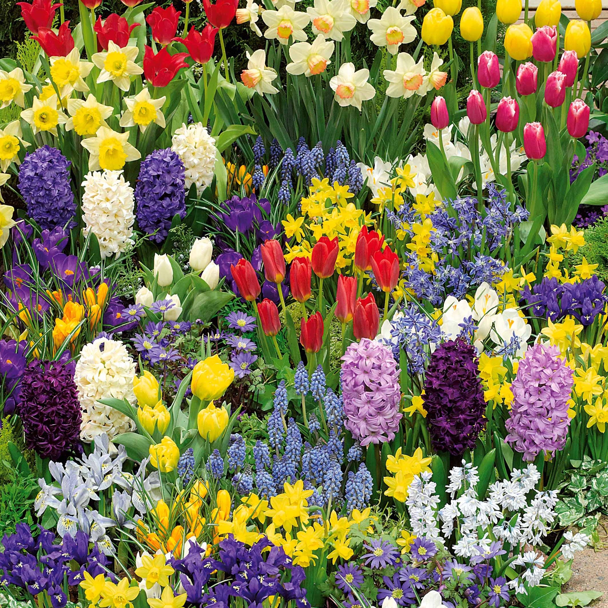 Blumenzwiebeln Frühjahrsblüher-Zwiebeln Mix (x200) | Bakker.com