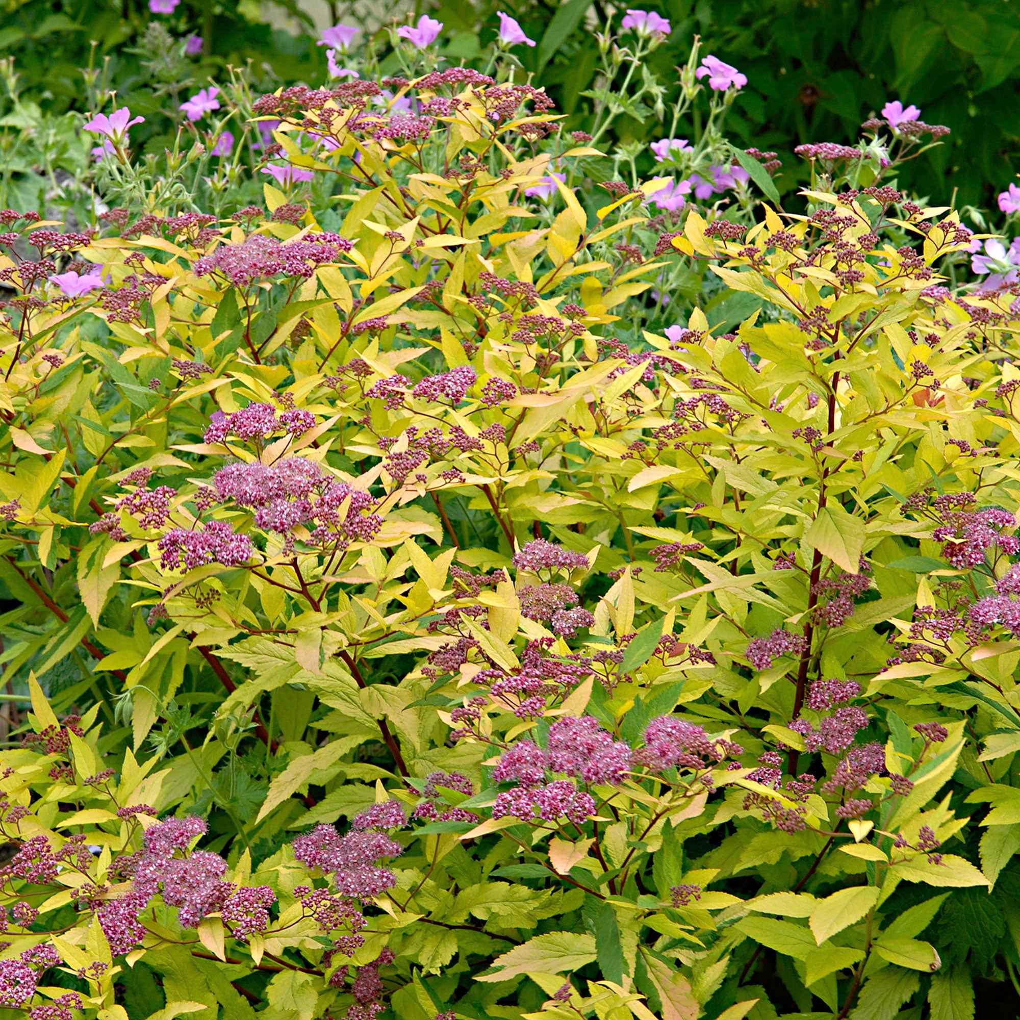Purple Spirea Spiraea Japonica Goldflame. Buy Online London Garden