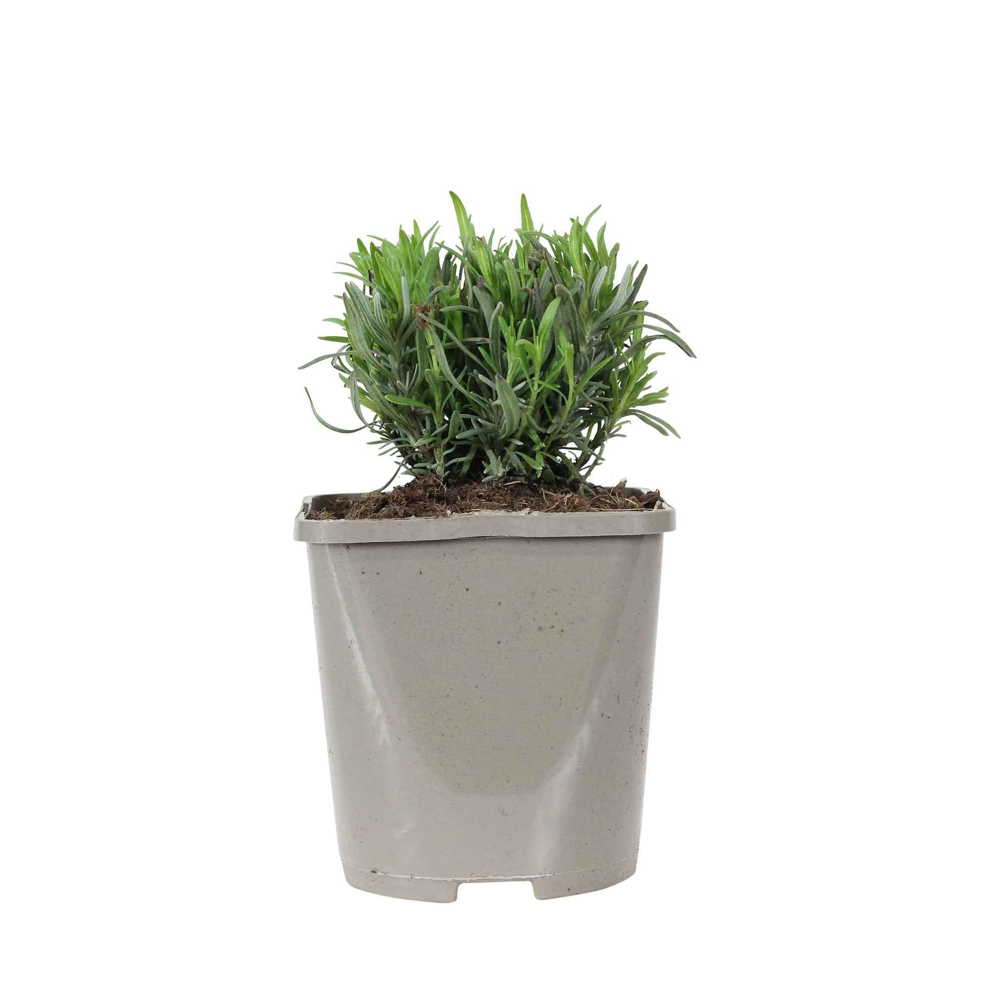 Lavendel 'Rosea' - Lavandula angustifolia rosea | Bakker.com