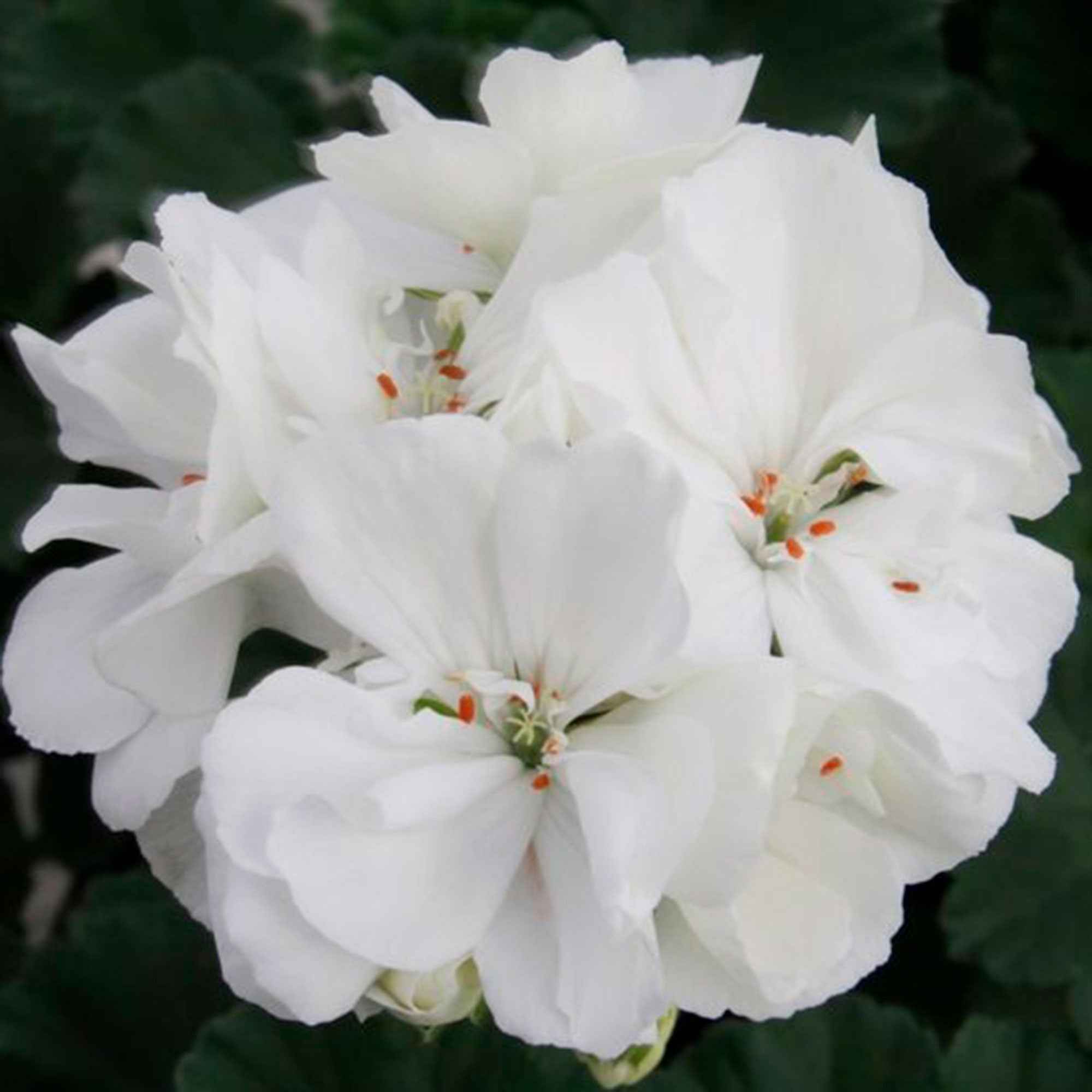 Pelargonium Peltatum Branco Pelargonium (Peltatum Grp) 'Balkon White'