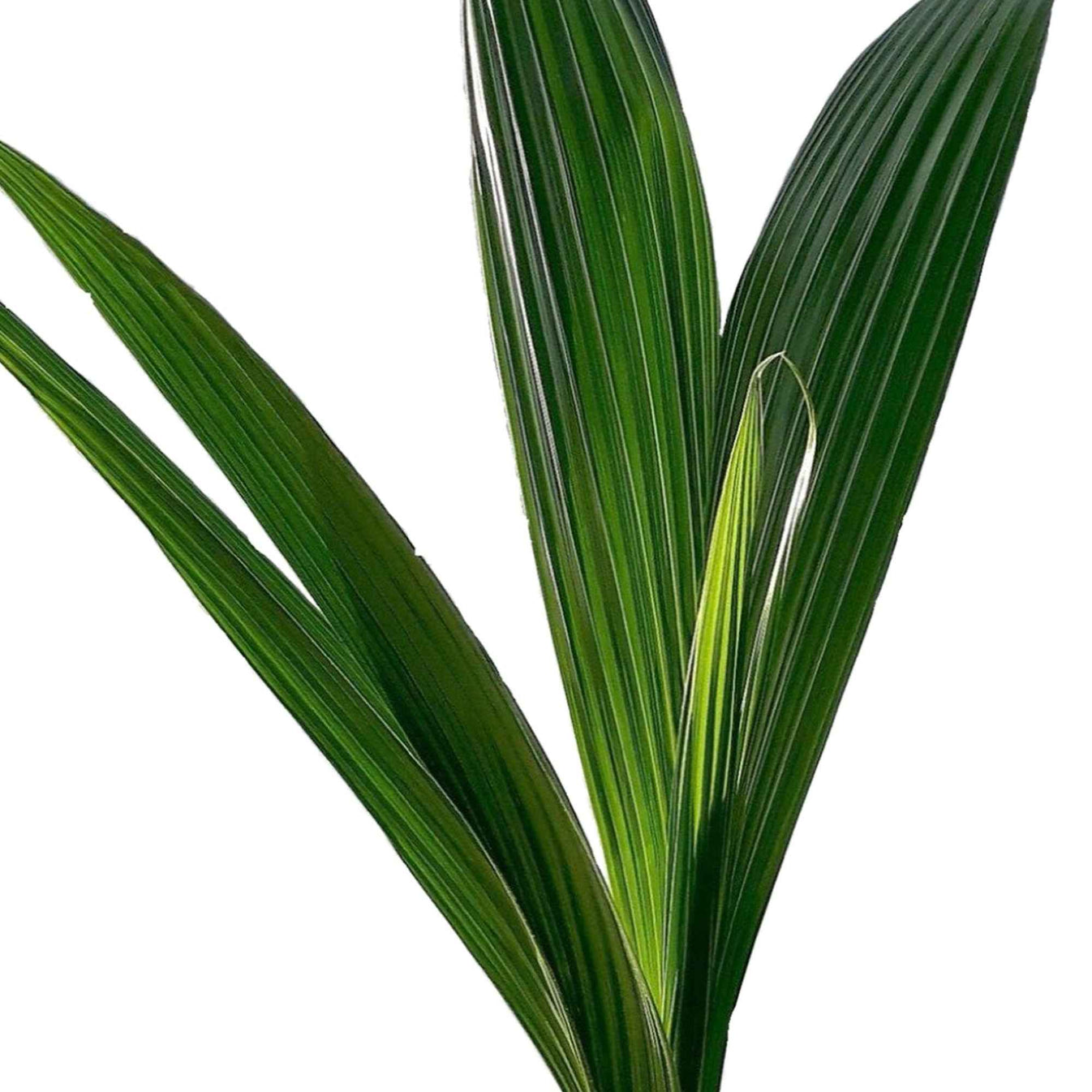 Kokospalme Cocos nucifera – Bakker.com