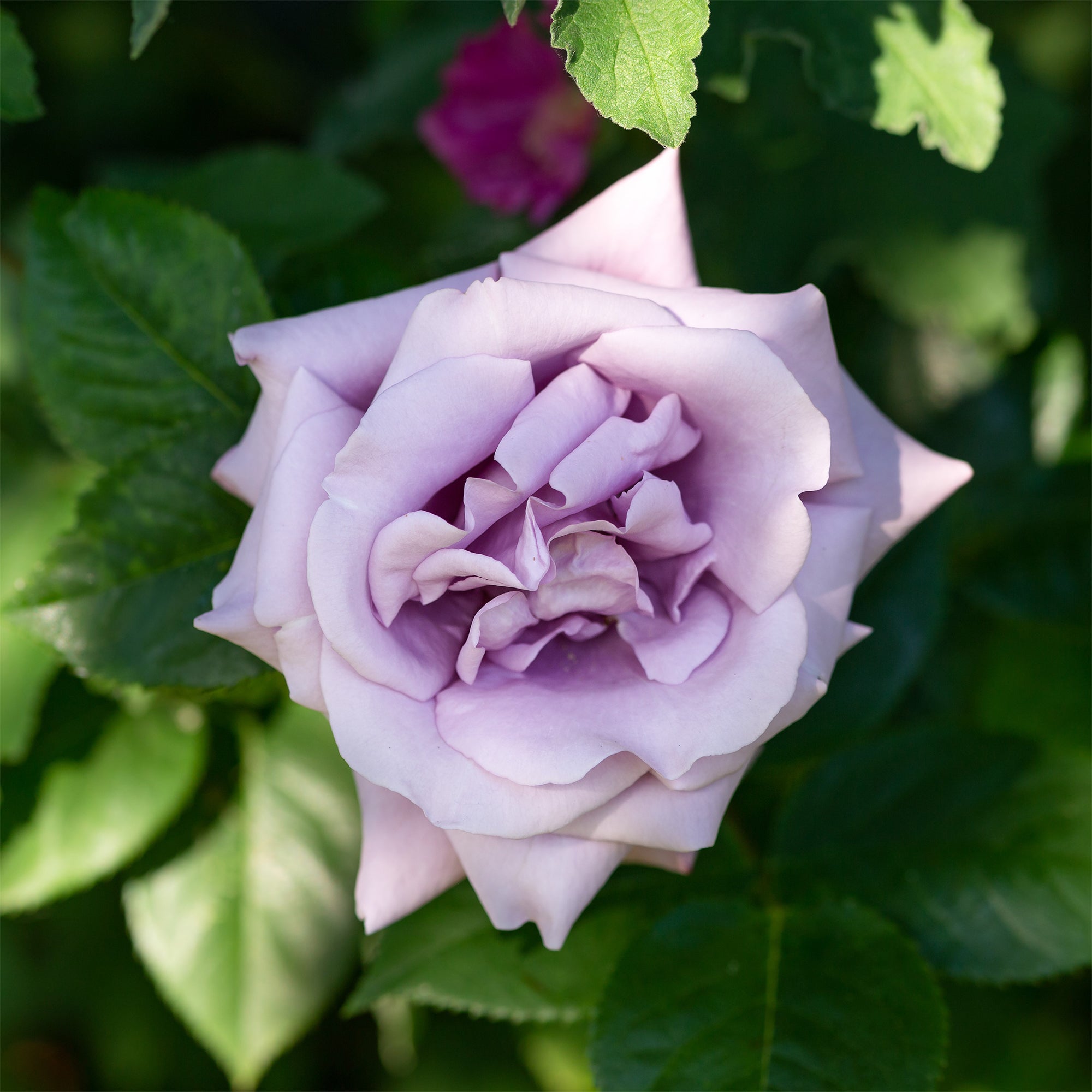 Kletterrose Indigoletta - Rosa indigoletta | Bakker.com