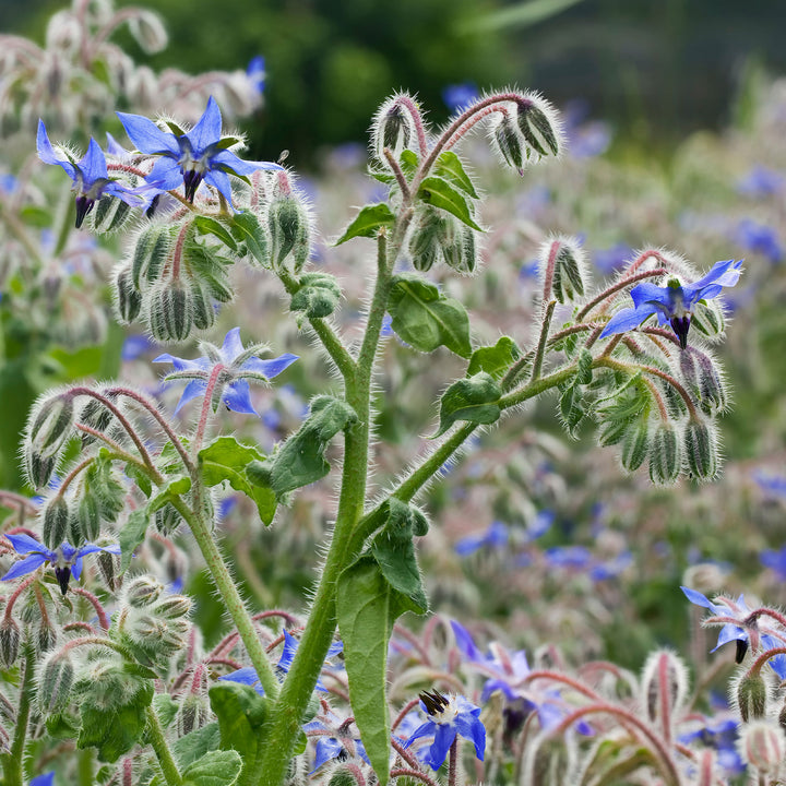Borretsch - Borago | Online kaufen auf Bakker.com