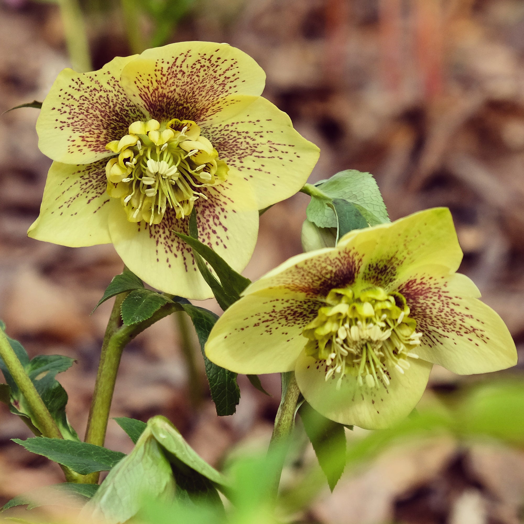 Orientalische Helleborus Yellow Lady - Helleborus orientalis yellow ...