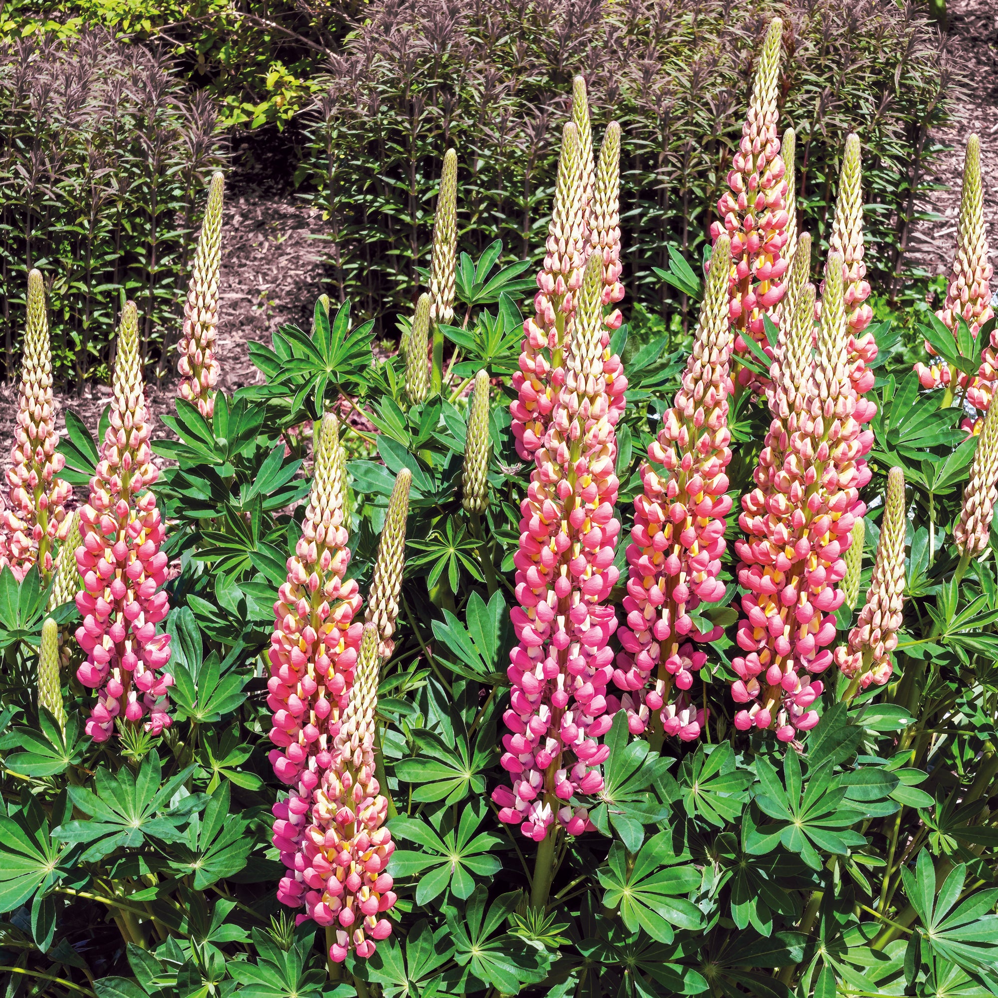 Lupine ' The Chateleine' - Lupinus The Chatelaine | Bakker.com