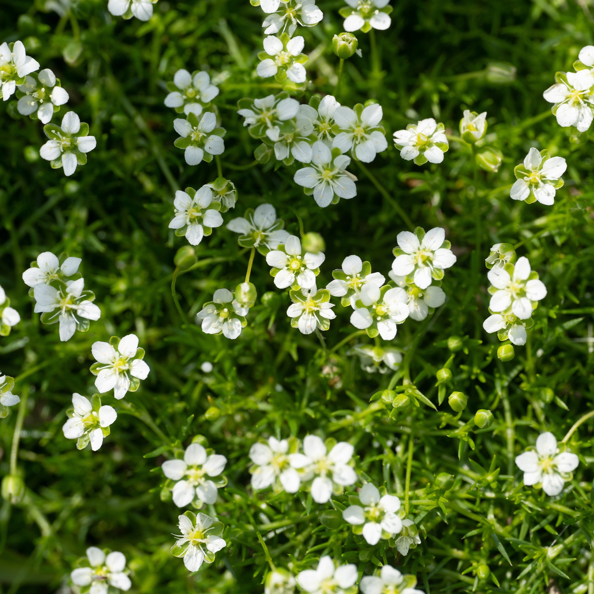 Sternmoos - Sagina subulata | Bakker.com