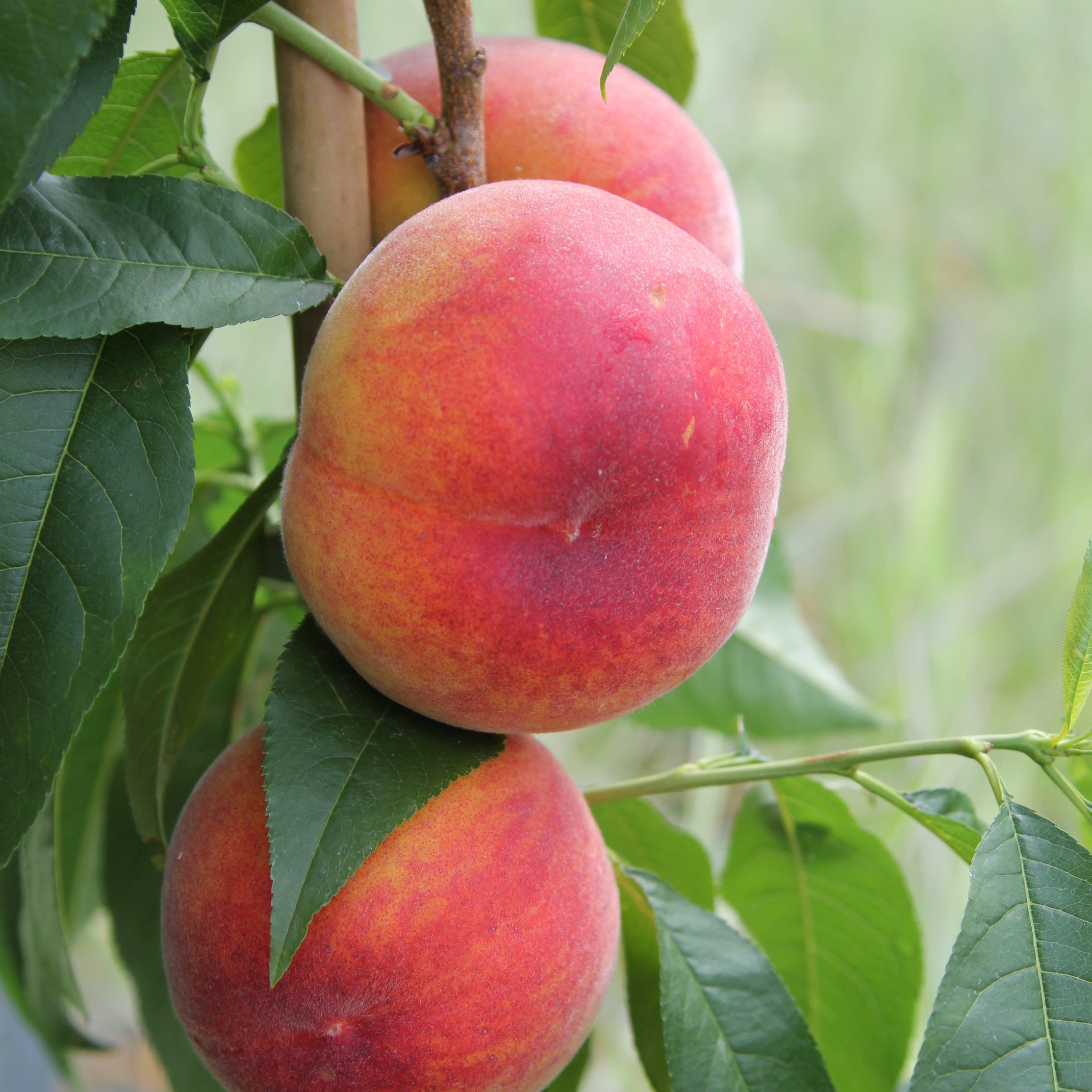 Pfirsich Red Haven - Prunus persica red haven | Bakker.com