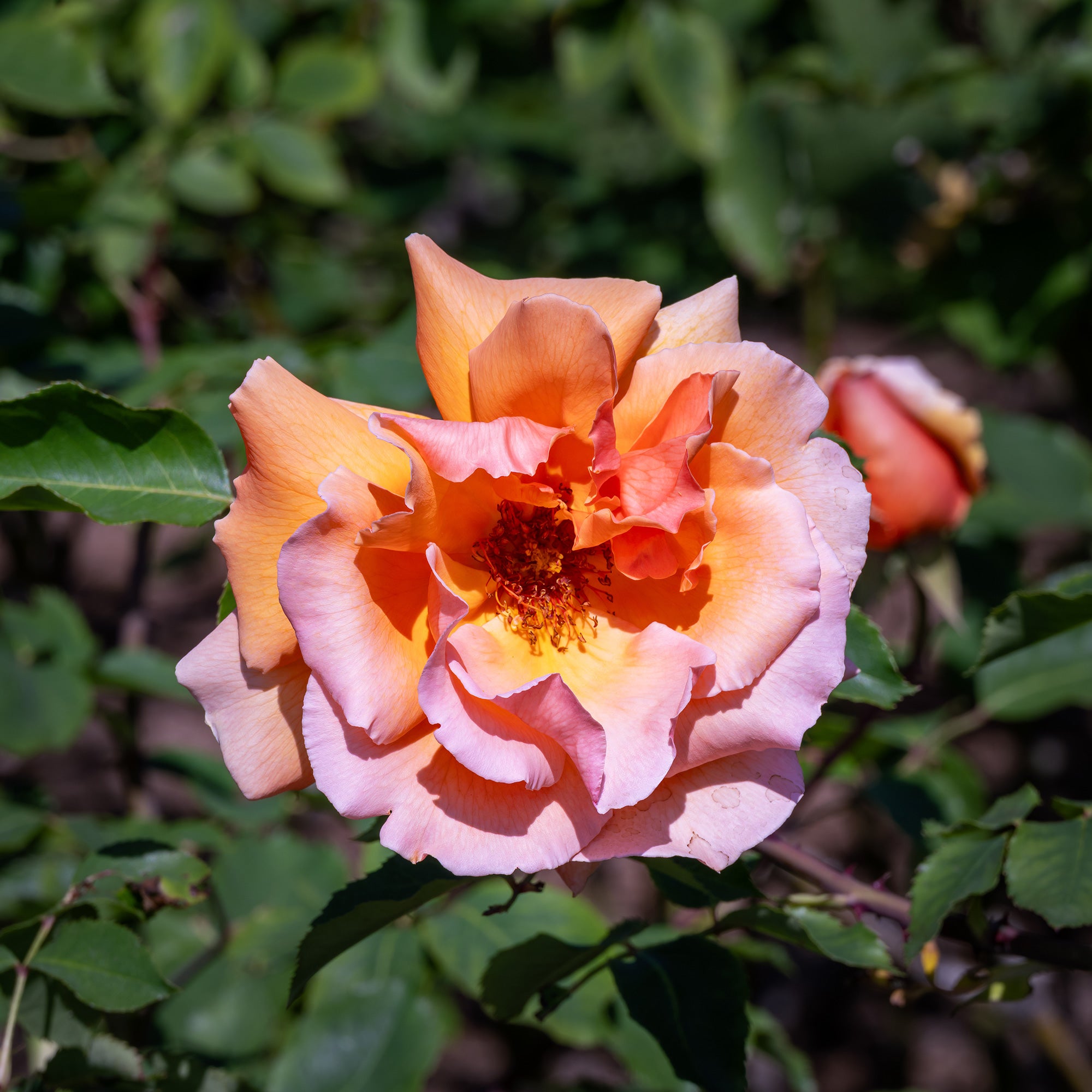 Edelrose Just Joey ® - Rosa just joey ® | Bakker.com