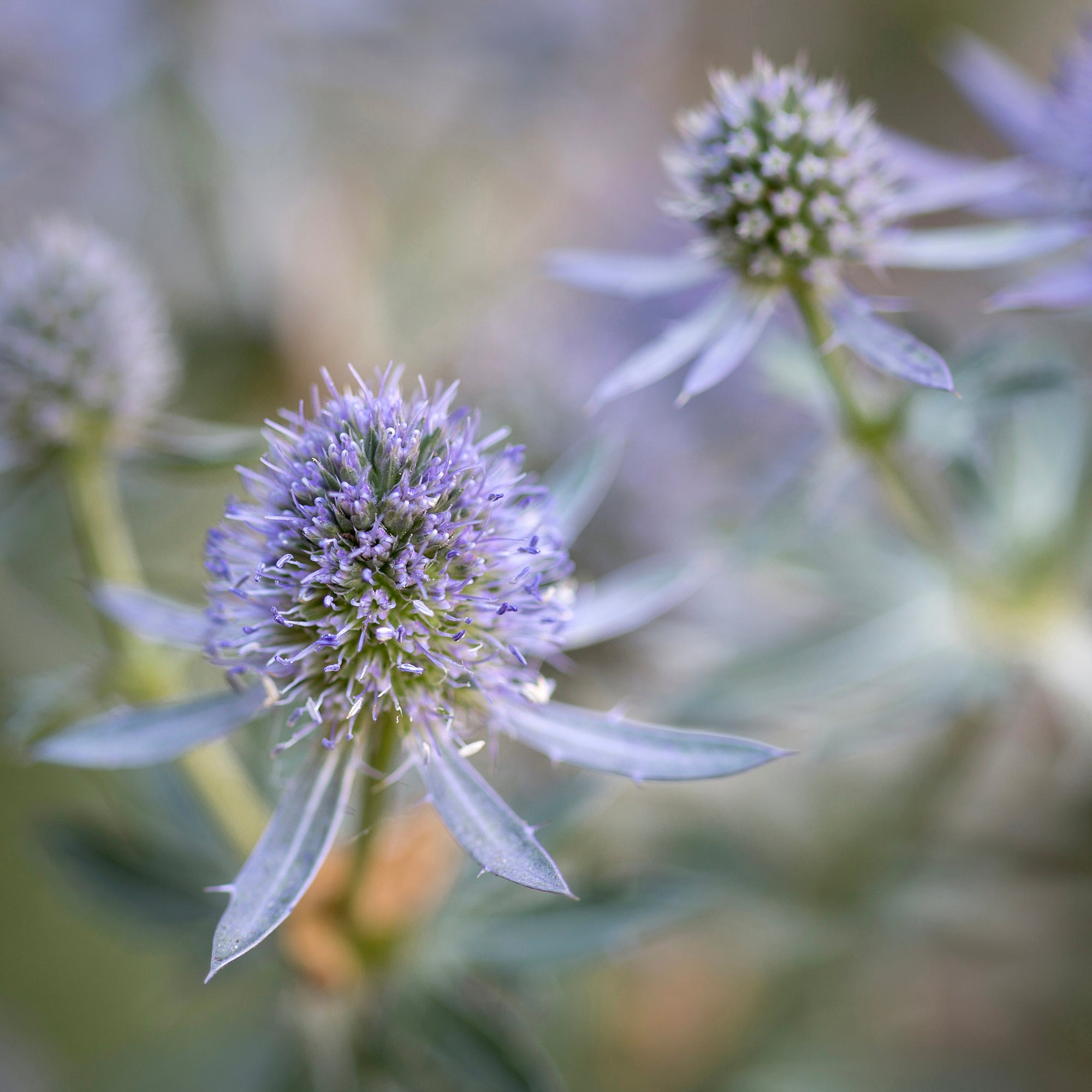 Stumpfblättriges Panikikum Blauer Zwerg Blaue Distel - Eryngium planum ...