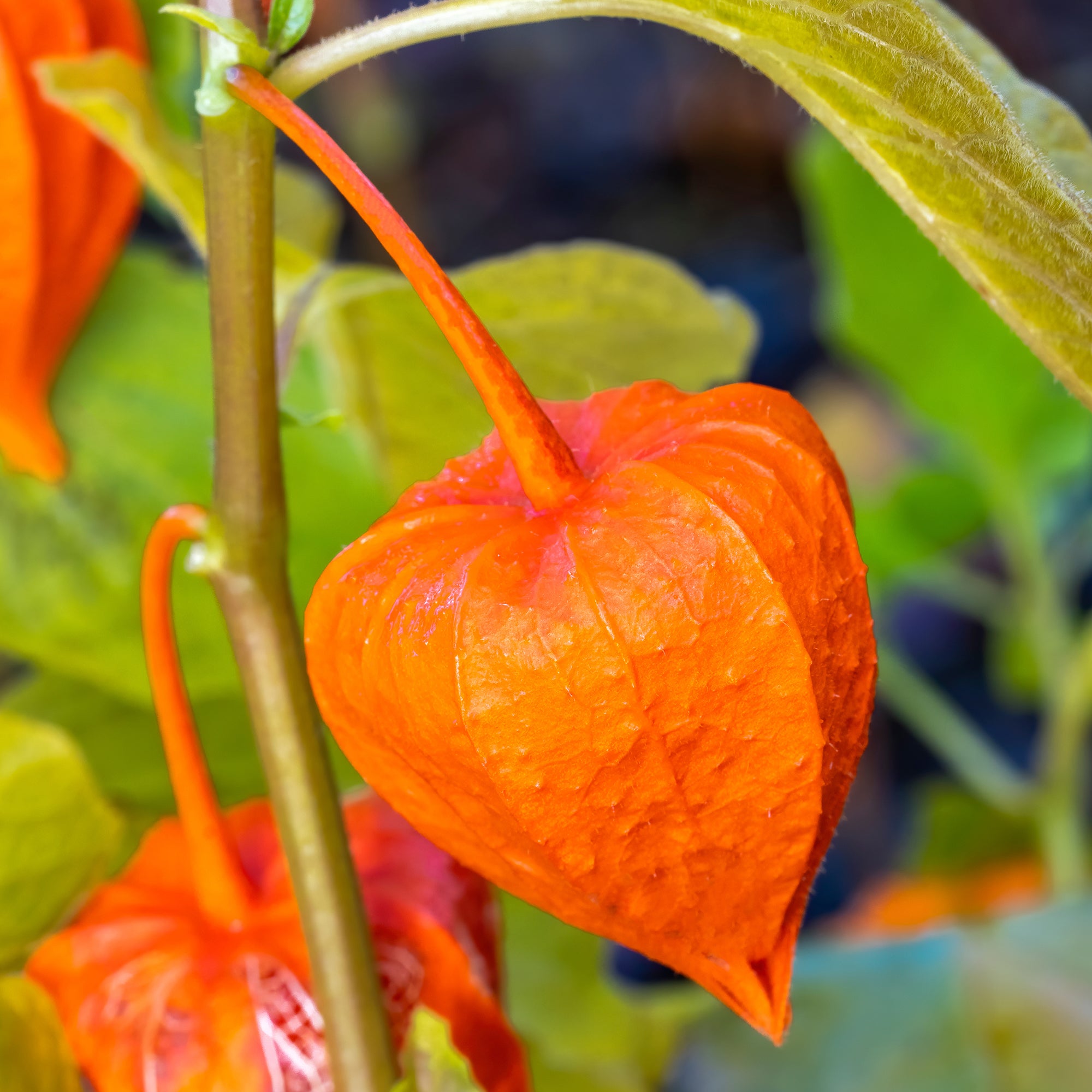Lampionblume - Physalis alkekengi var. franchetii | Bakker.com