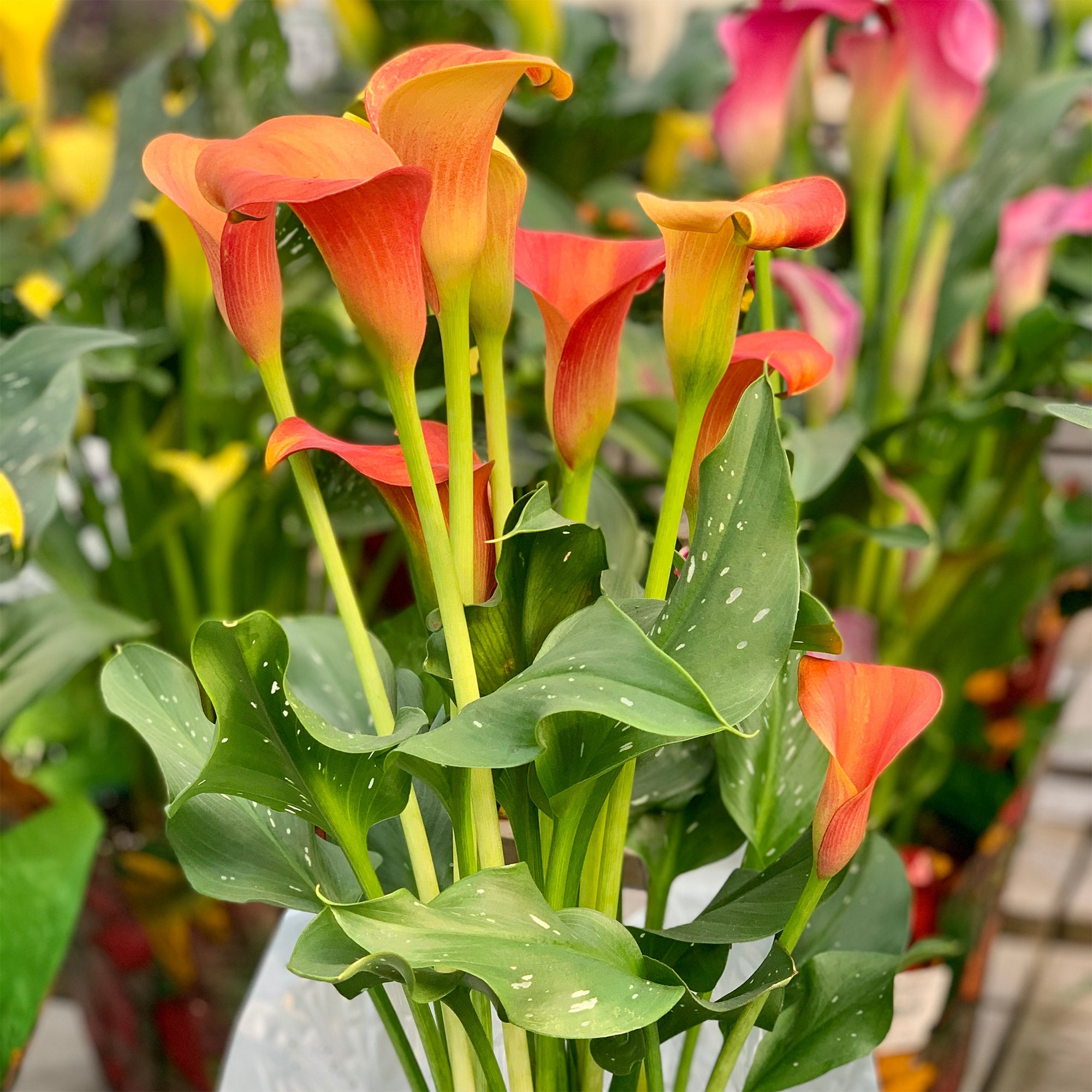 Blumenzwiebeln Calla Pfirsich (x2) - Canna Peach Pearl | Bakker.com