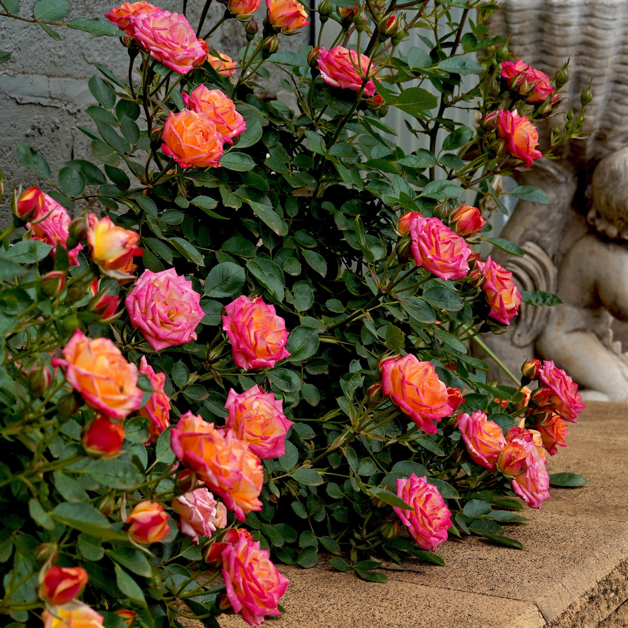 Zwergrose Little Sunset® - Rosa Little Sunset® | Bakker.com