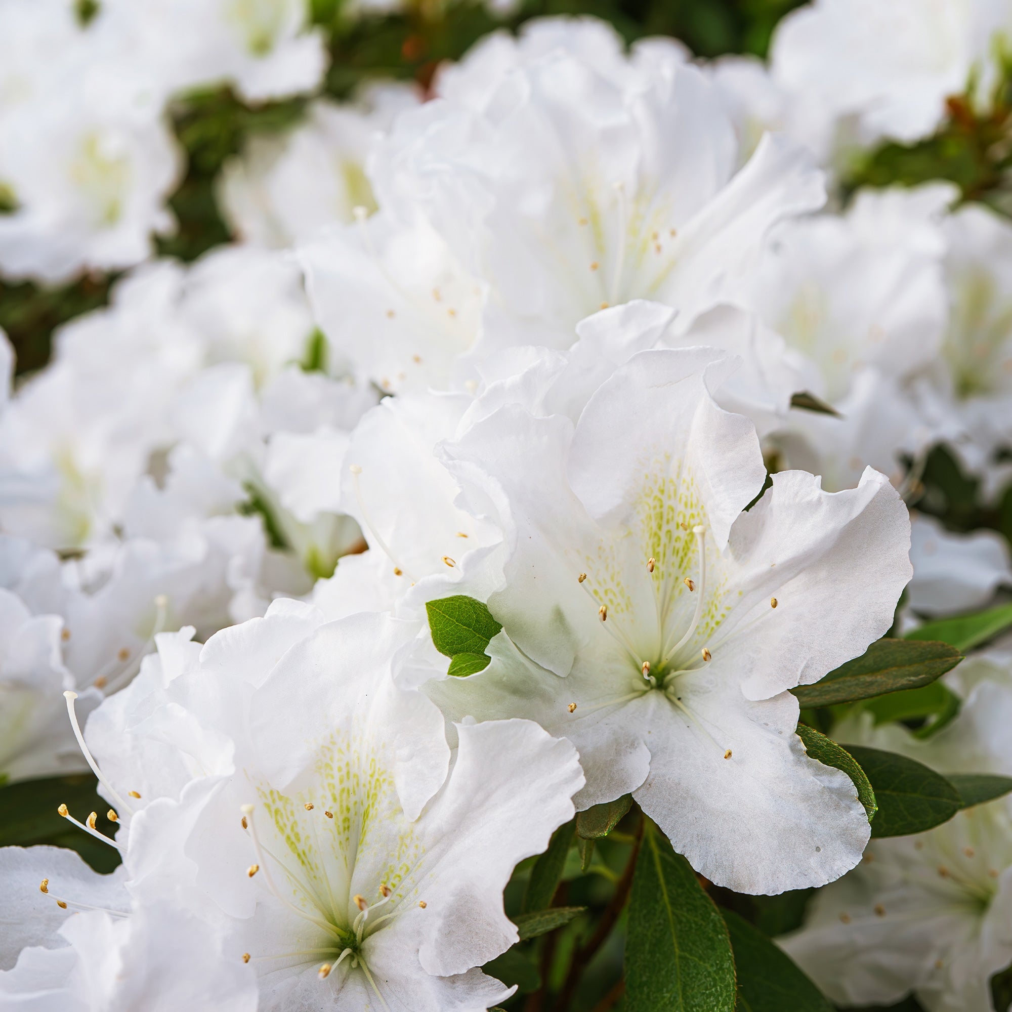 Azalea Encore White Julia - Rhododendron Encore Pure White Julia ...