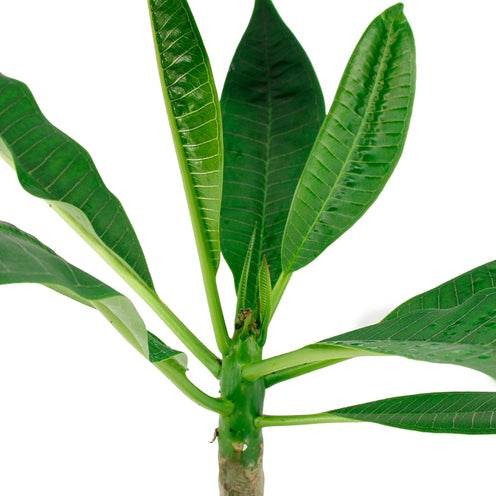 Frangipani rot - Plumeria Rubra Bordeau | Bakker.com