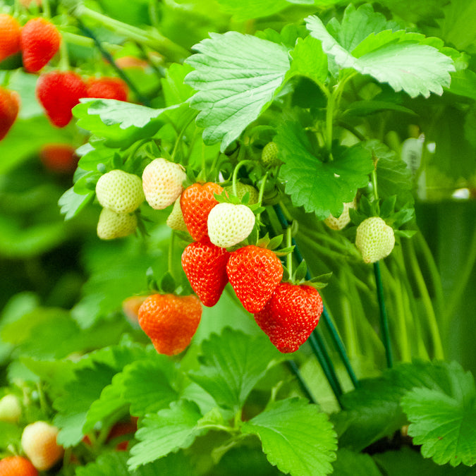 Erdbeere 'Gigantella Maxim' (x20) - Fragaria maxim | Bakker.com