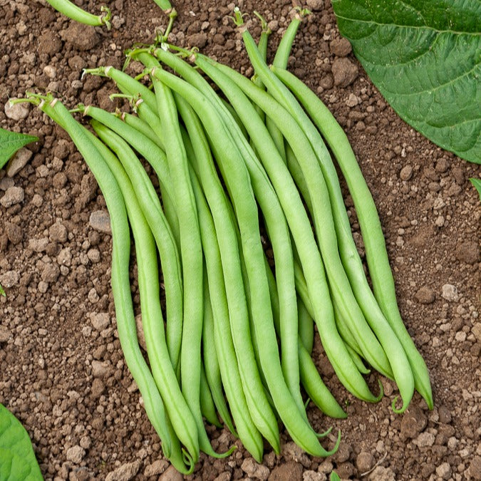 Saatgut Grüne Bohne Novirex - Phaseolus vulgaris Novirex | Bakker.com
