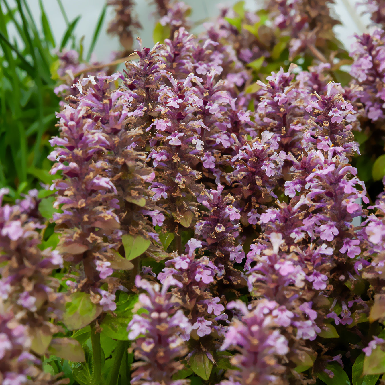 Kriechender Günsel Rosea - Ajuga reptans rosea | Bakker.com
