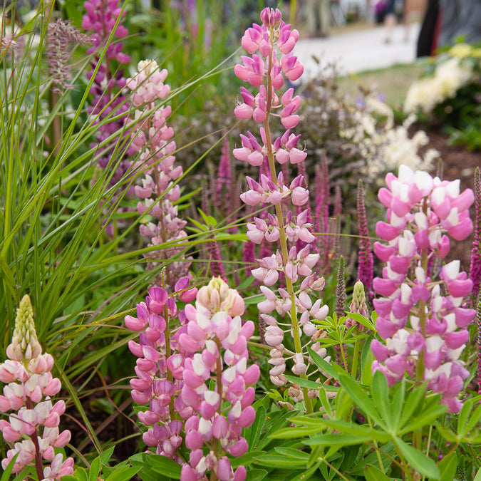 Lupine 'Gallery Pink' - Lupinus Gallery Pink | Bakker.com