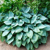 Graublaue Funkie Halcyon - Hosta Halcyon | Bakker.com